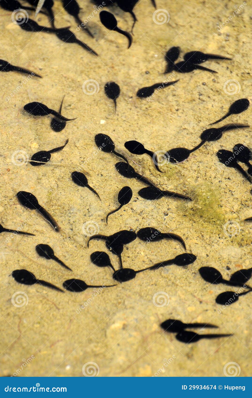 Tadpole stock photo. Image of amphibians, larval, brown - 29934674