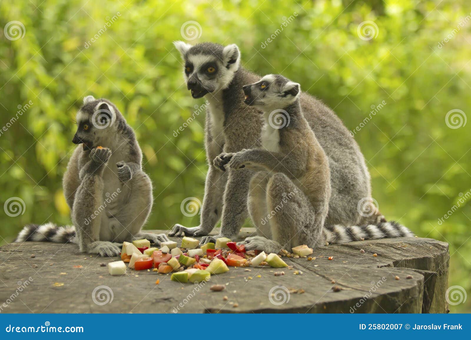 Group Tailed Lemur with Food Stock Image - Image of animal, primate ...