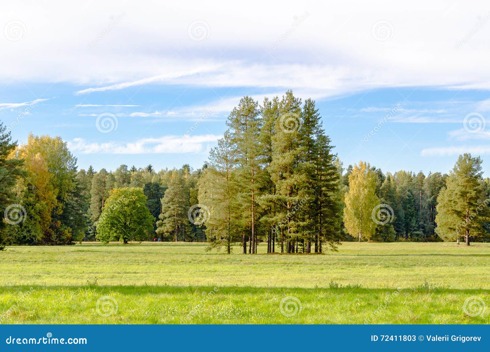 A Group of Tall Pine Trees in a Clearing, Lit by the Rays of the Sun ...