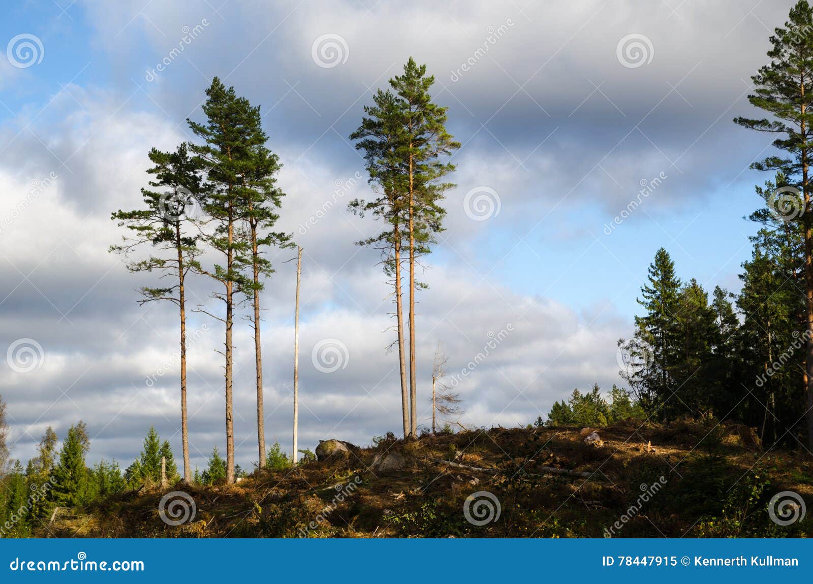 Group of tall pine trees stock image. Image of woodland - 78447915