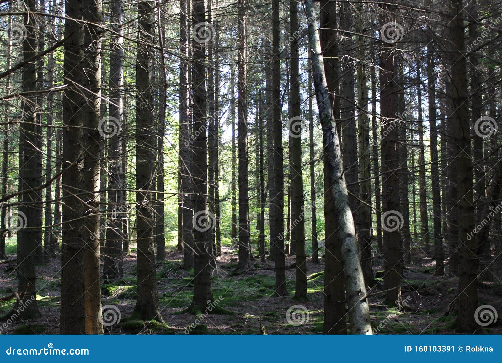 A Group of Tall Standing Pine Trees and One Slanted One with the Sun ...