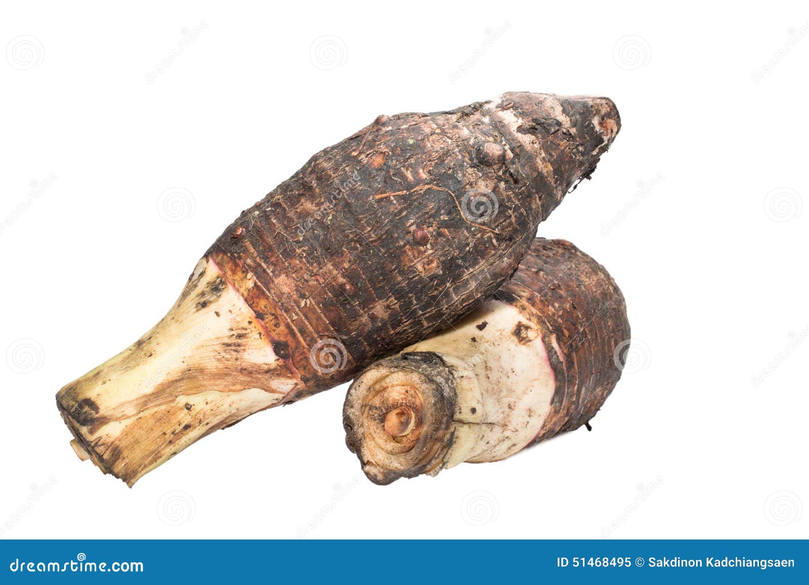 Group of taro roots stock image. Image of tropical, corm - 51468495