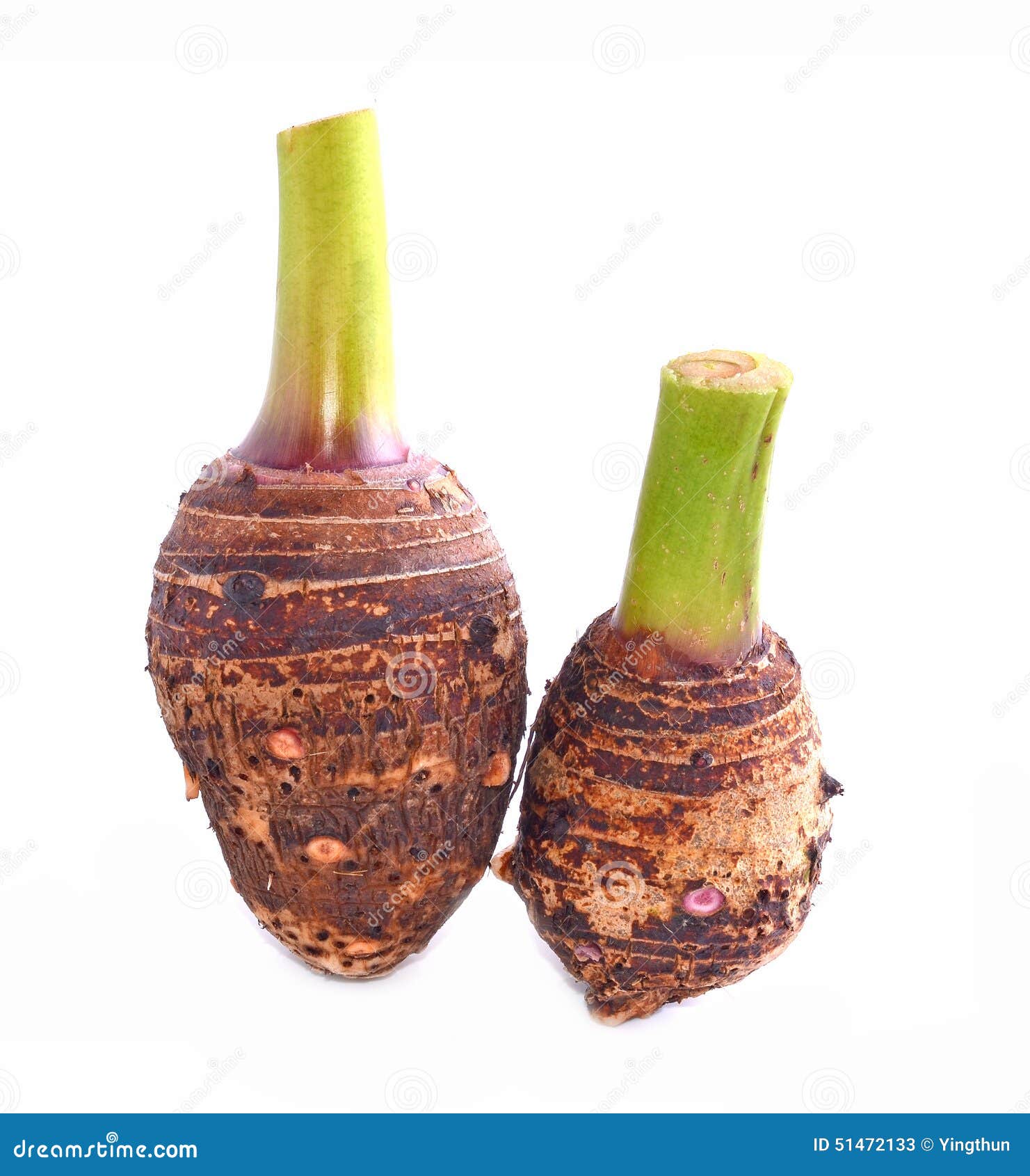Group Of Taro Roots With One Cut In Cross Sections Stock Photography ...