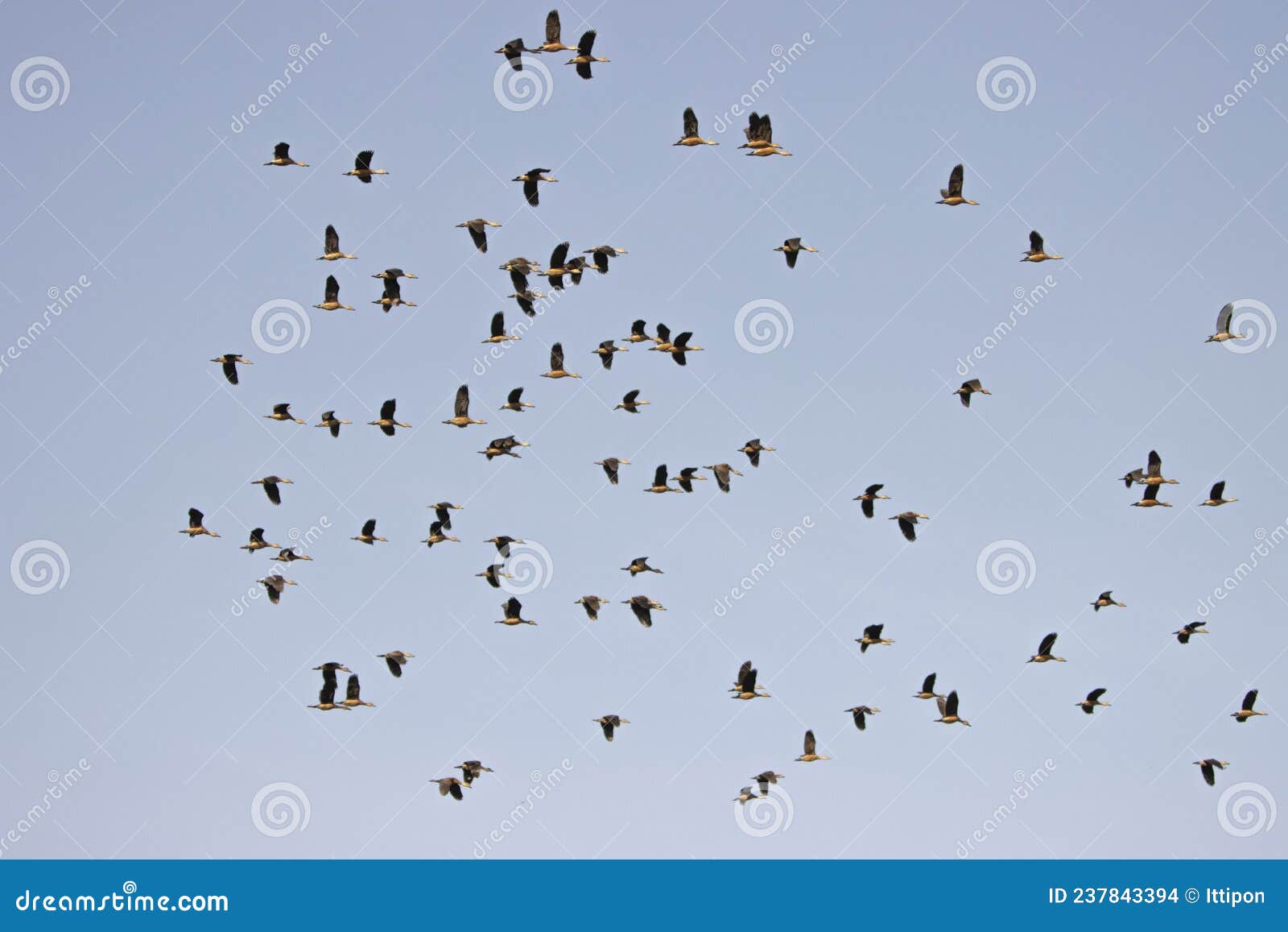 Group of Teal Birds Flying in the Sky Stock Photo - Image of leaving ...