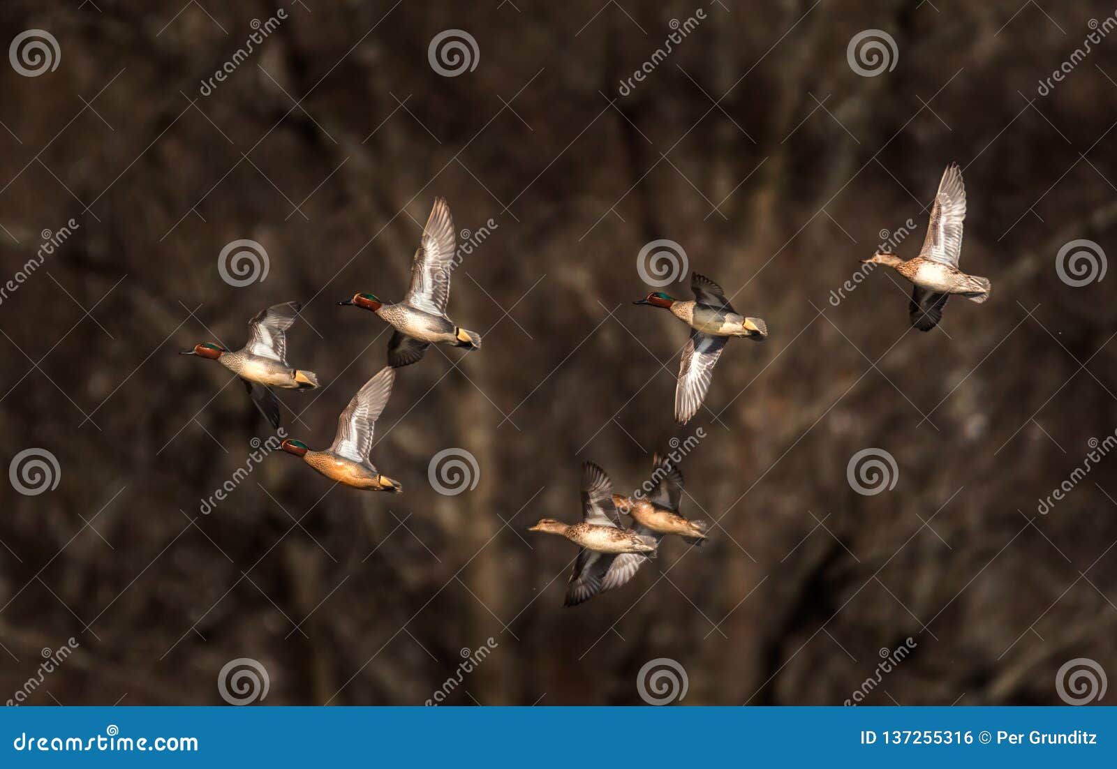 Group of Teal Ducks Flying at Sunset Stock Photo - Image of flight ...