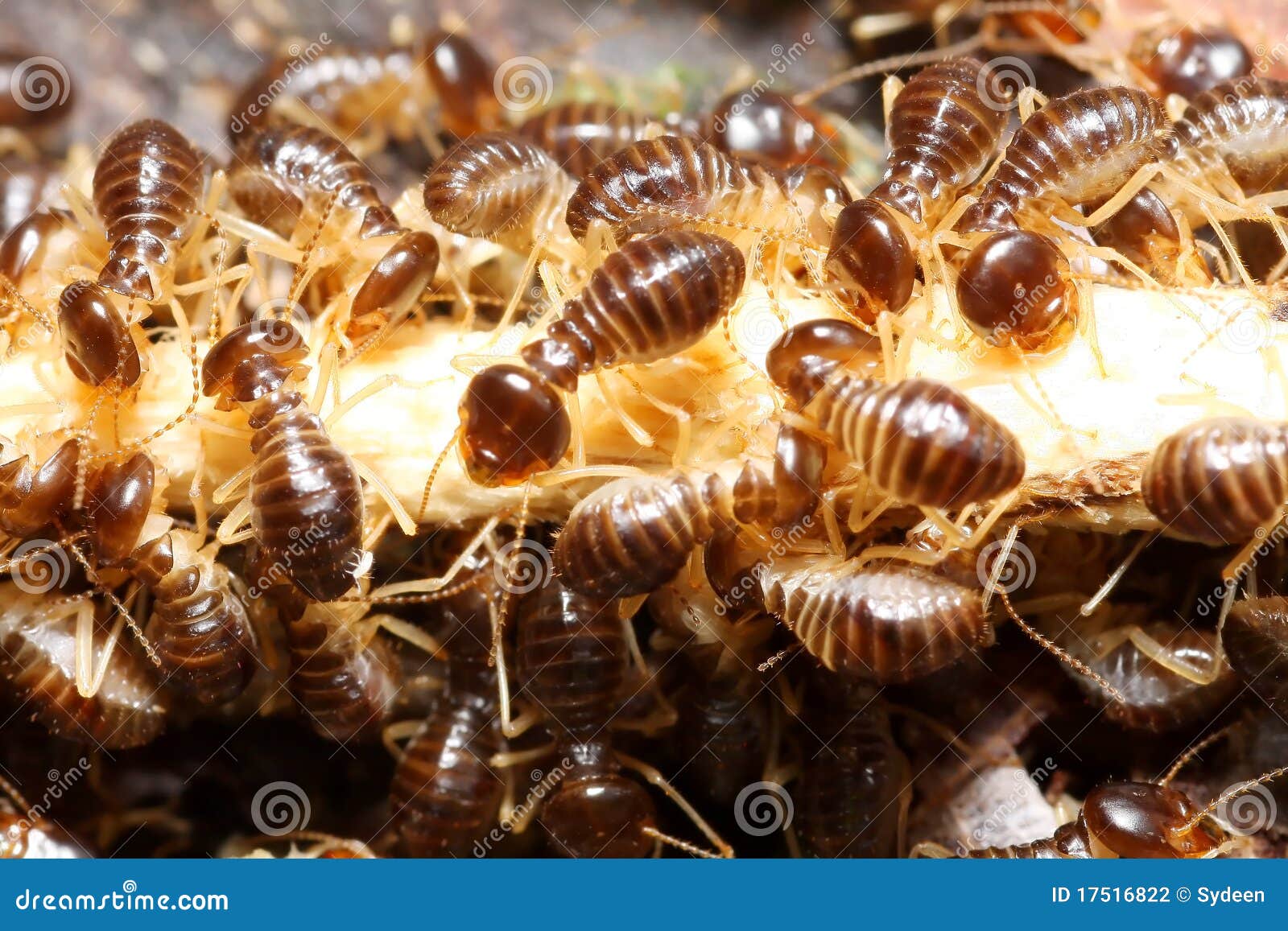 Group of termite stock photo. Image of timber, termite - 17516822