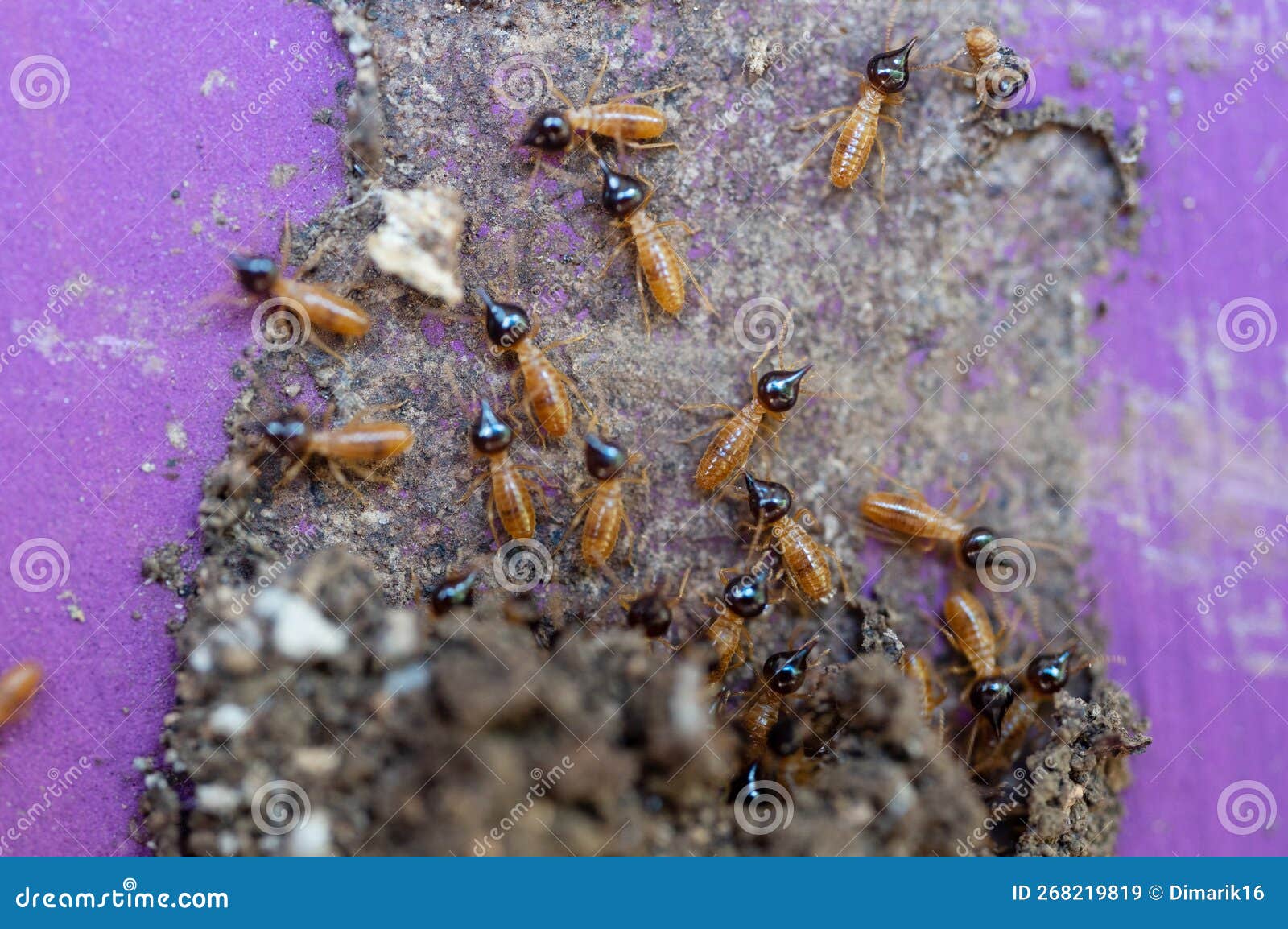 Group of Termite Insect on Wall Stock Image - Image of insects, close ...