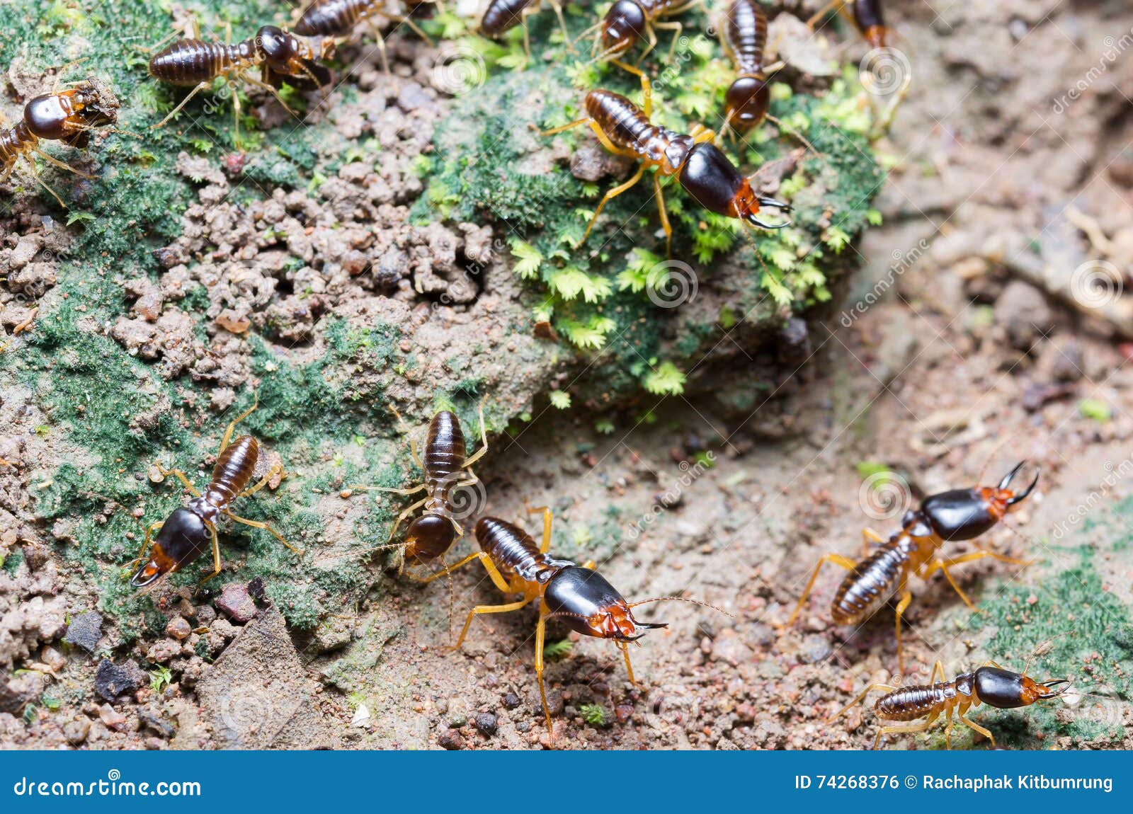 A Group of Termite Migrating To Other Place Stock Photo - Image of home ...