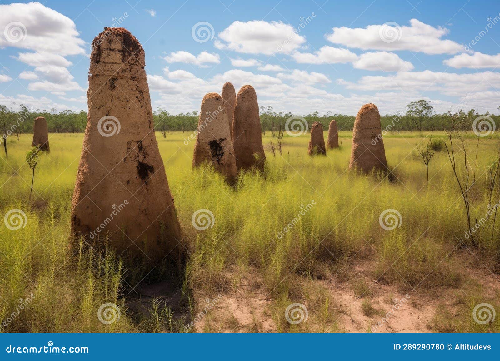 Group of Termite Mounds in Various Sizes and Shapes Stock Photo - Image ...