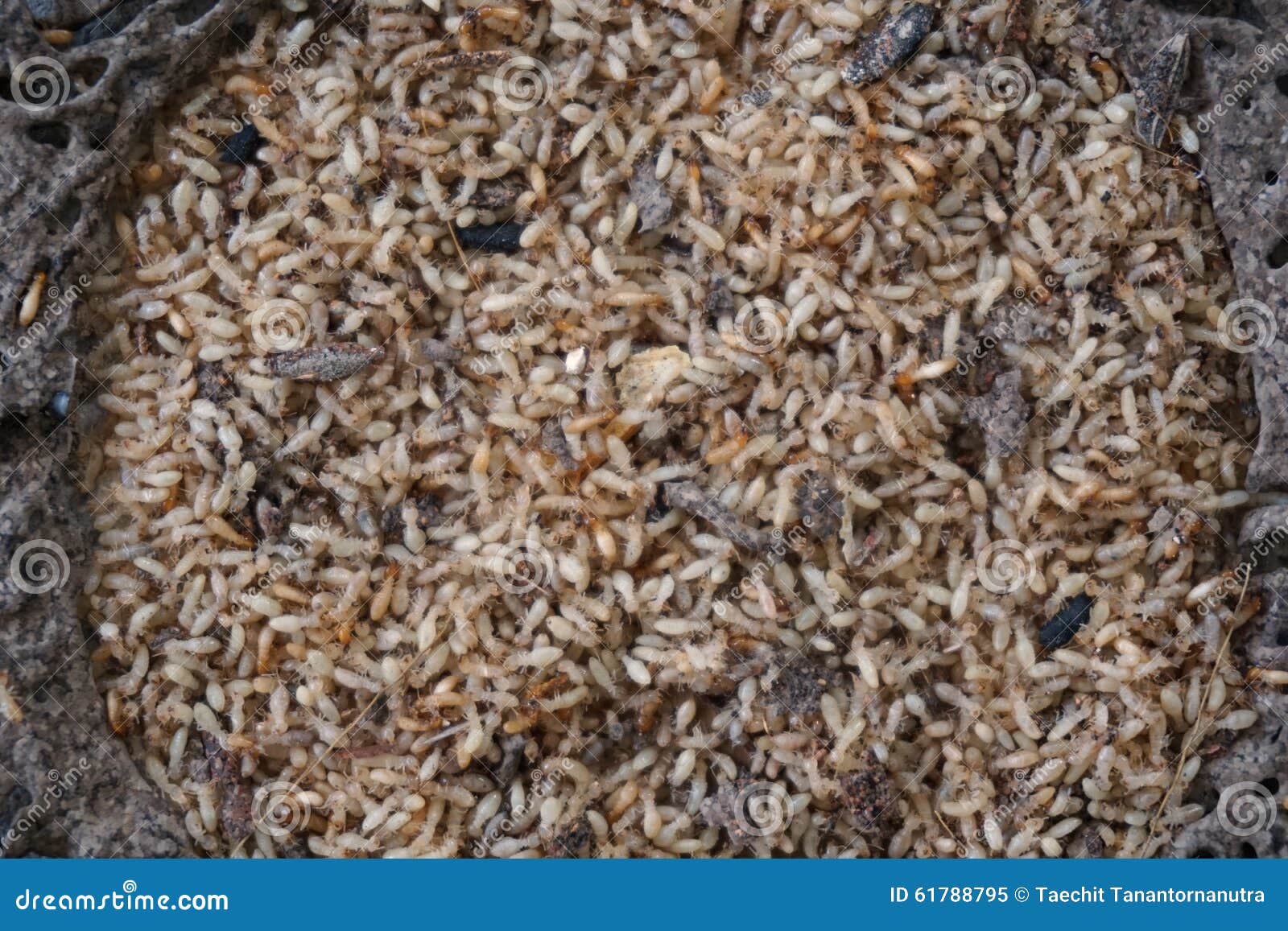 Group of termite stock image. Image of nature, black - 61788795