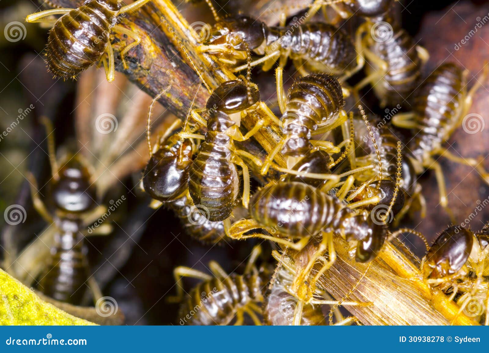 Group of termite stock photo. Image of termite, pest - 30938278
