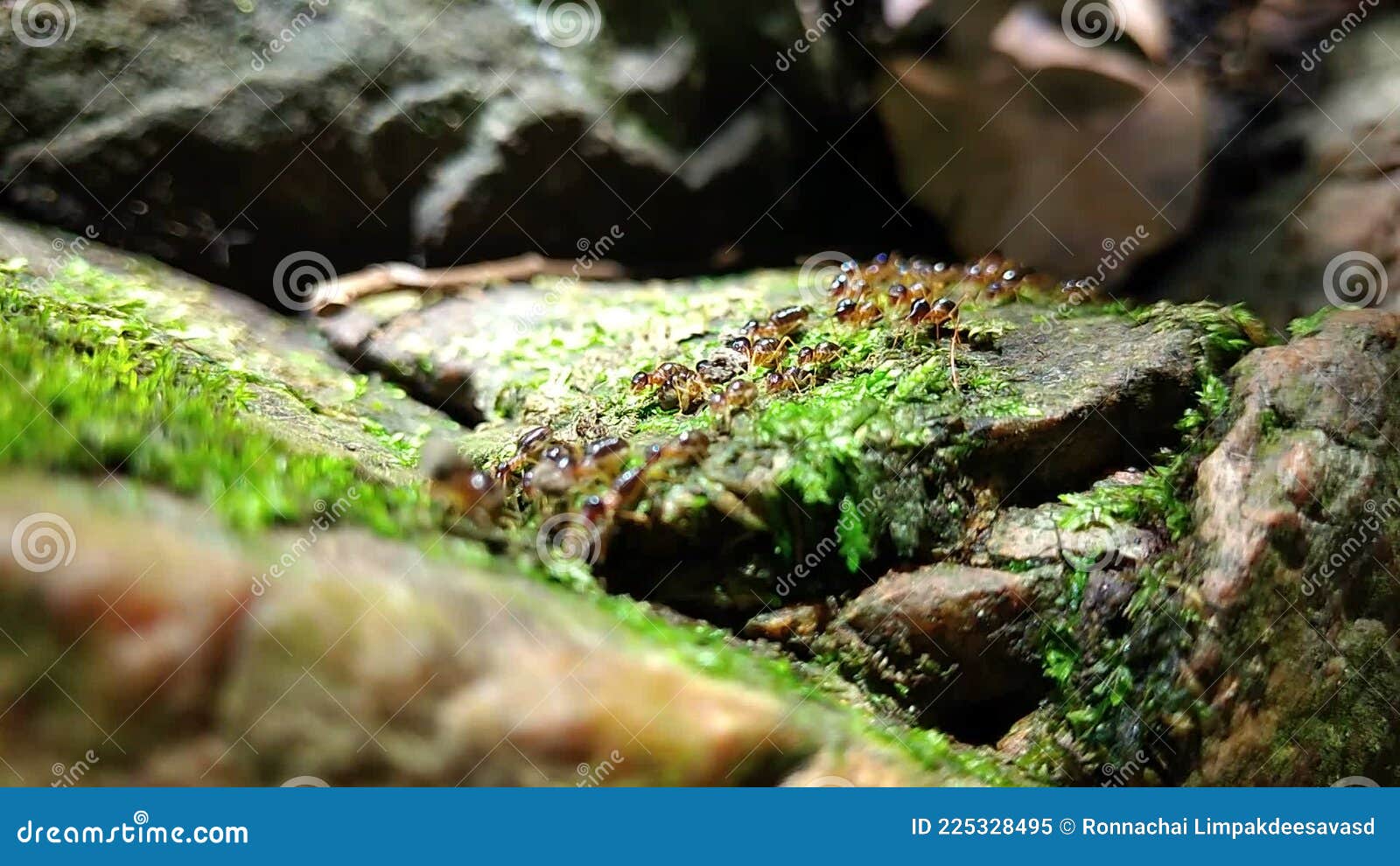 Group of Termite Walking on Rock with Moss Stock Video - Video of legs ...