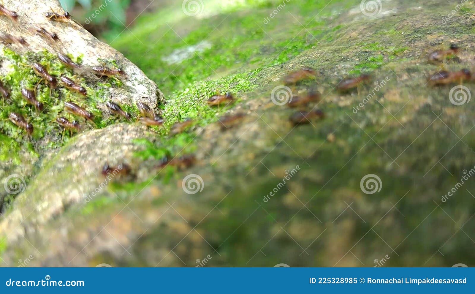 Group of Termite Walking on Rock with Moss Stock Video - Video of ...