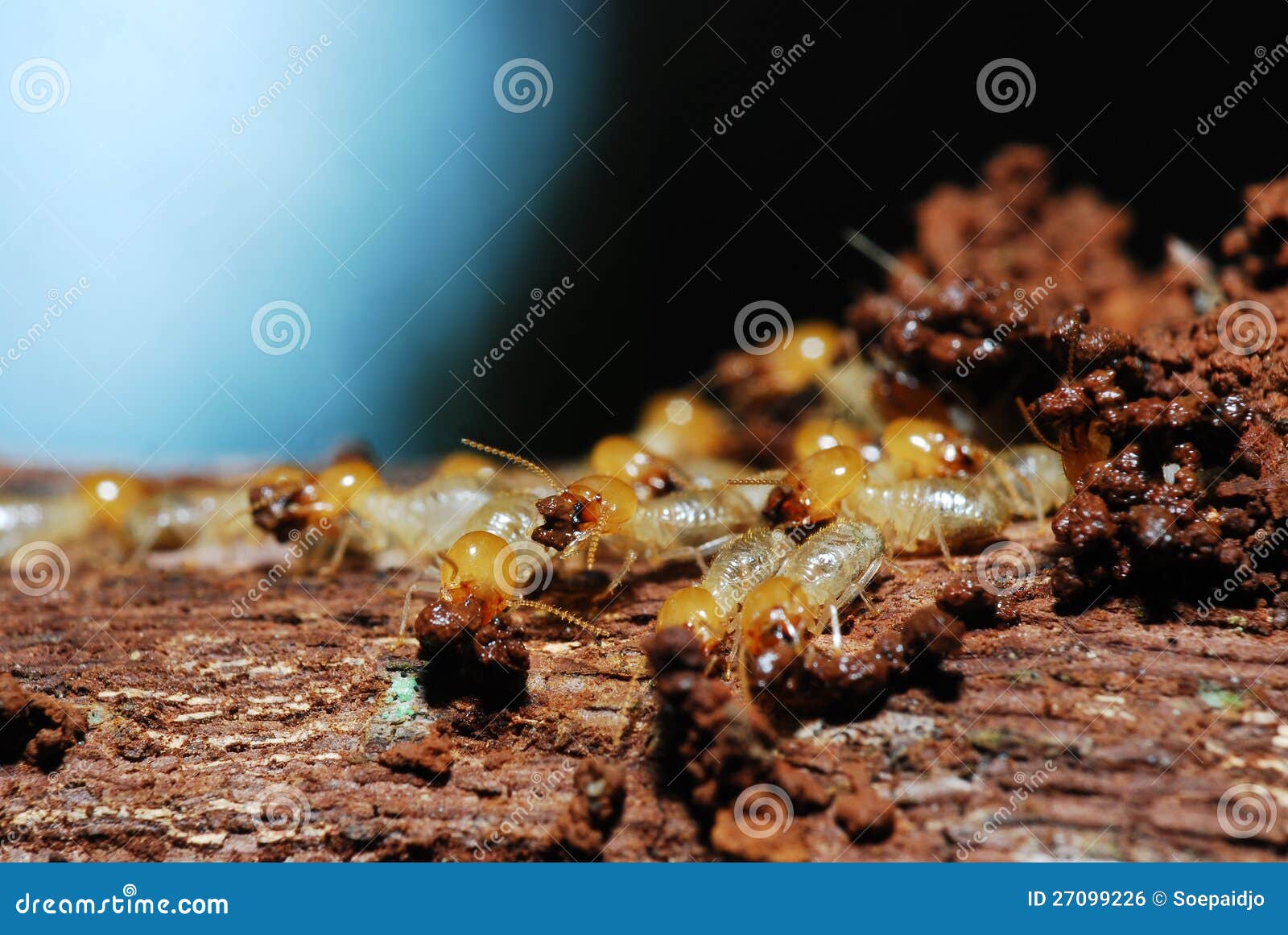 Group of termites stock photo. Image of macro, pattern - 27099226