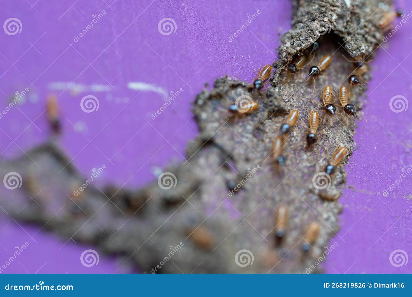 Group of termites stock photo. Image of structure, swarmer - 268219826