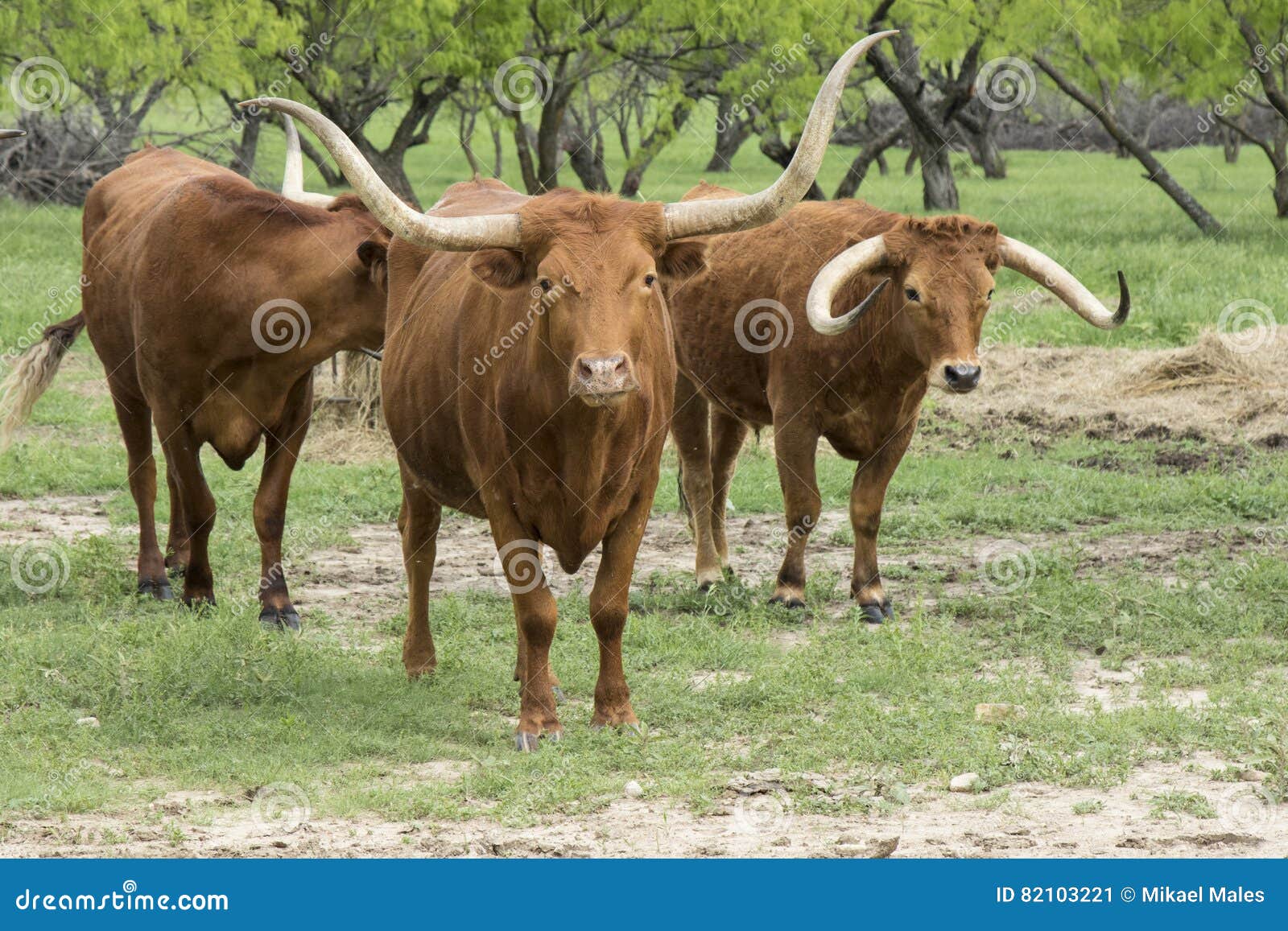 Group of Texas Longhorn Cattle Stock Image - Image of mesquite, cowboy ...