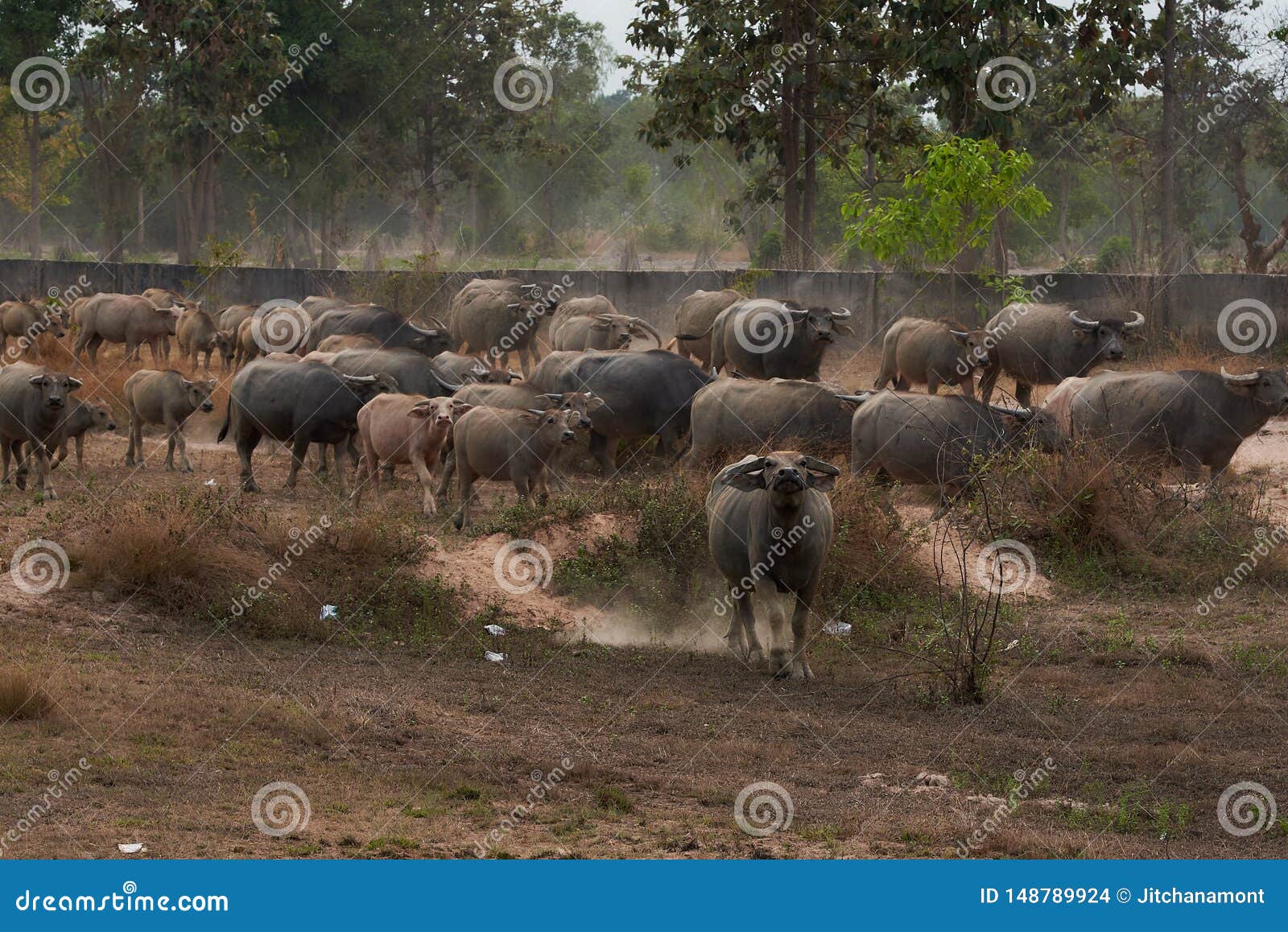 Group of Thai Bufflo stock photo. Image of asian, mammal - 148789924