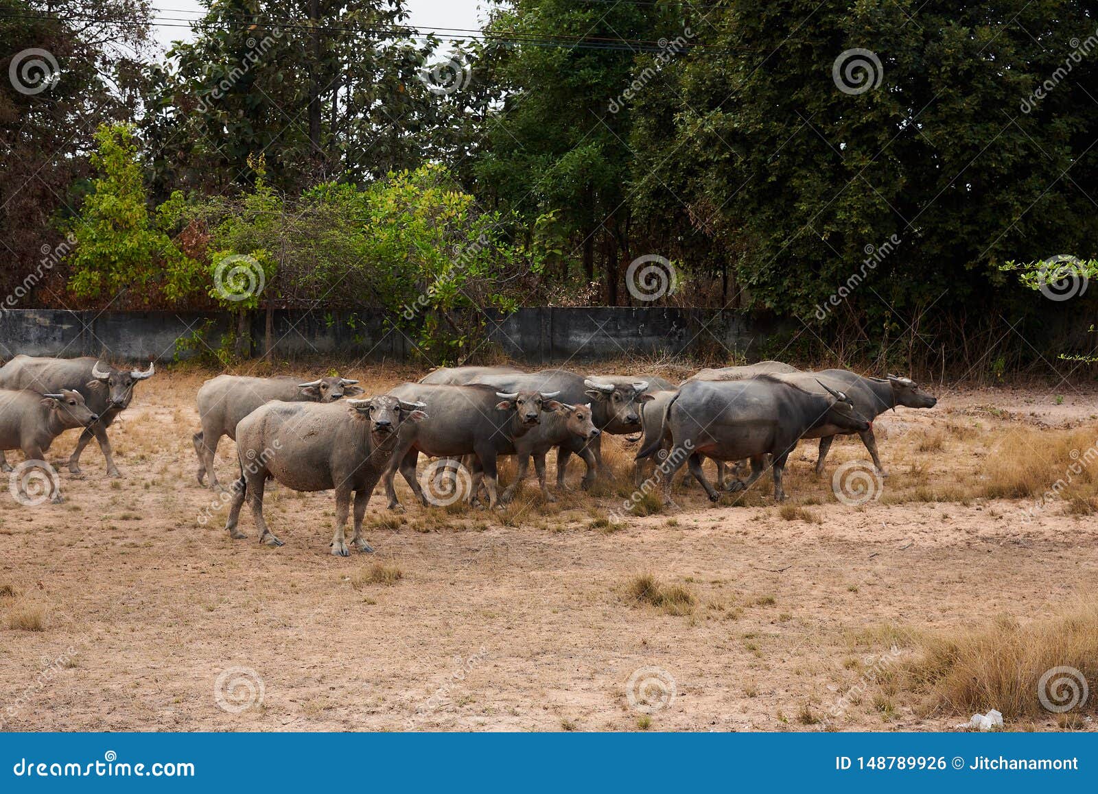 Water Bufflo At The Field Of Grass. Royalty-Free Stock Photography ...