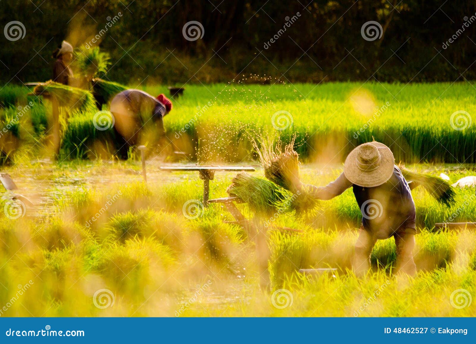 Group of Thai Farmers Work in Rice Field Stock Image - Image of farming ...