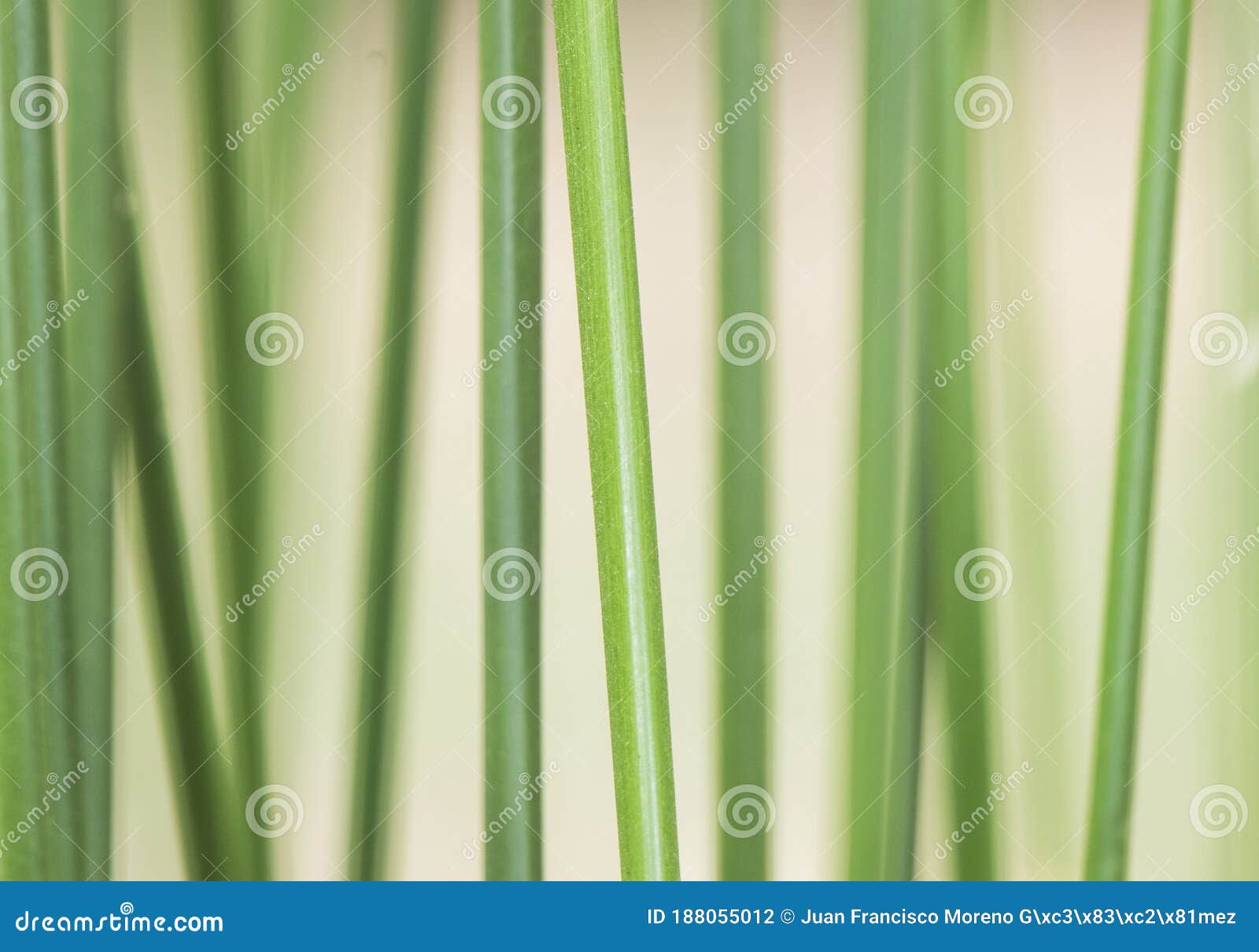 Group of Thin and Blurred Reeds Stock Photo - Image of growth, grunge ...