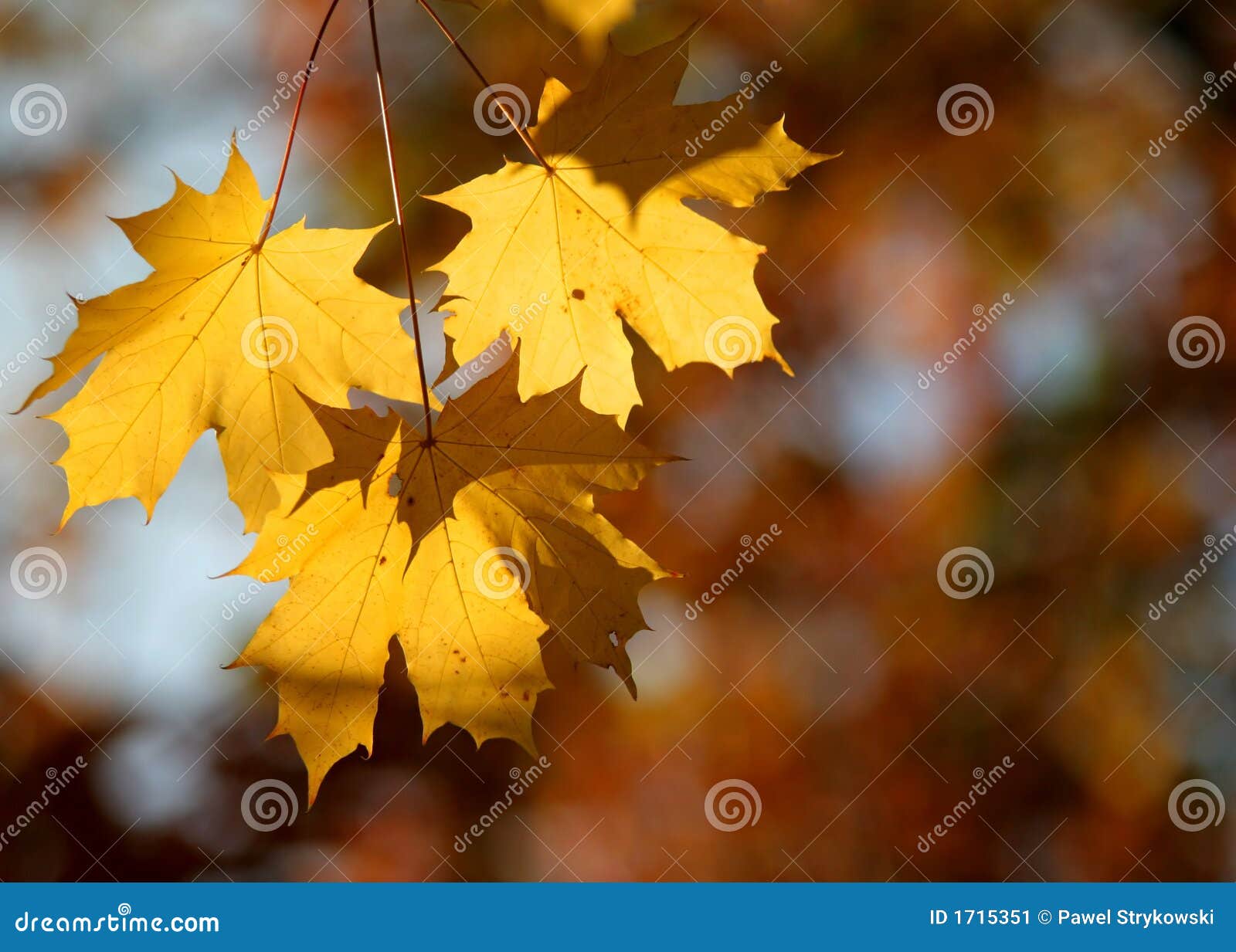 Group of Three Autumn Leaves Stock Image - Image of europe, light: 1715351