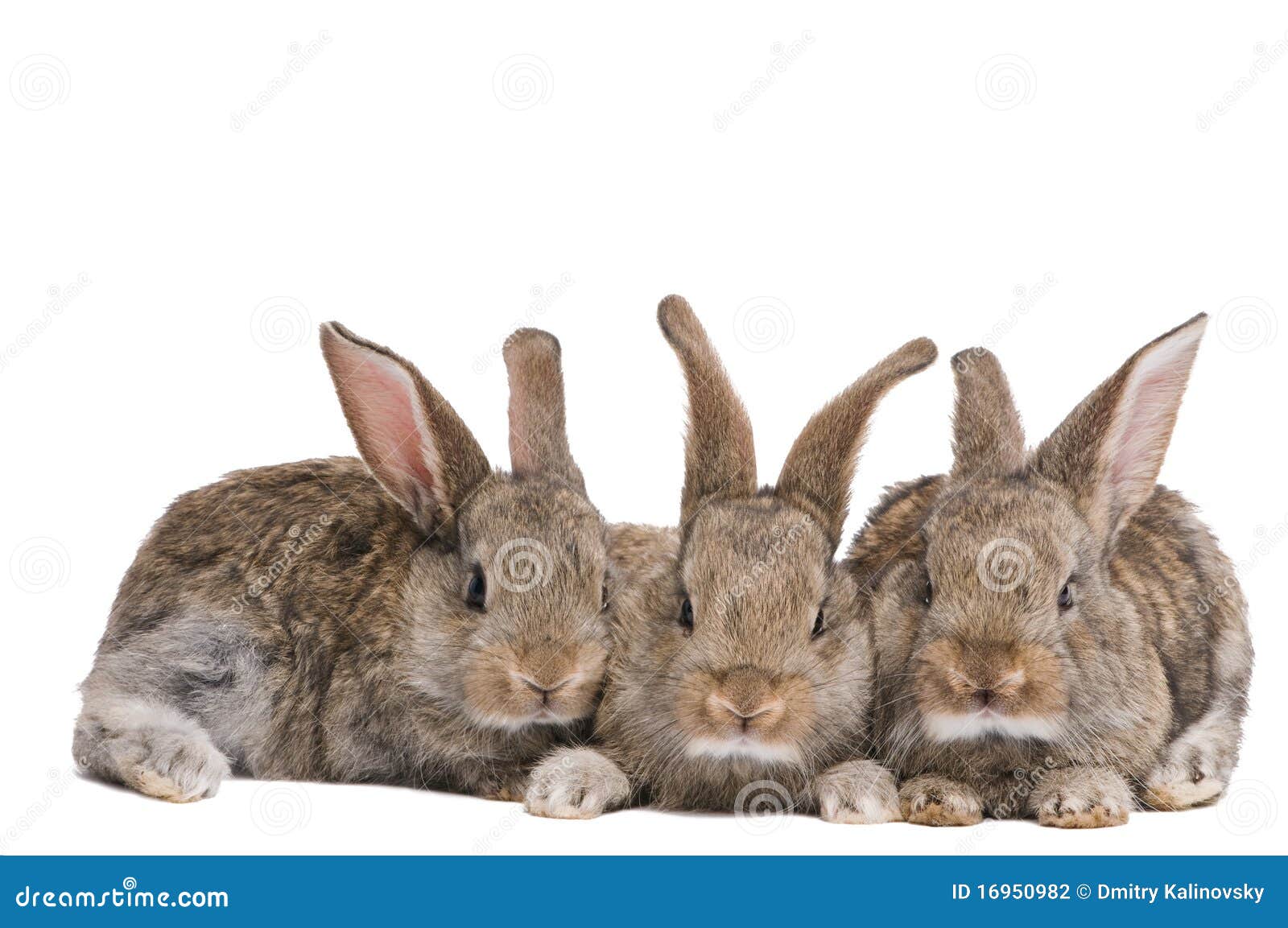 Group of Three Baby Brown Rabbits Stock Photo - Image of ears, easter ...