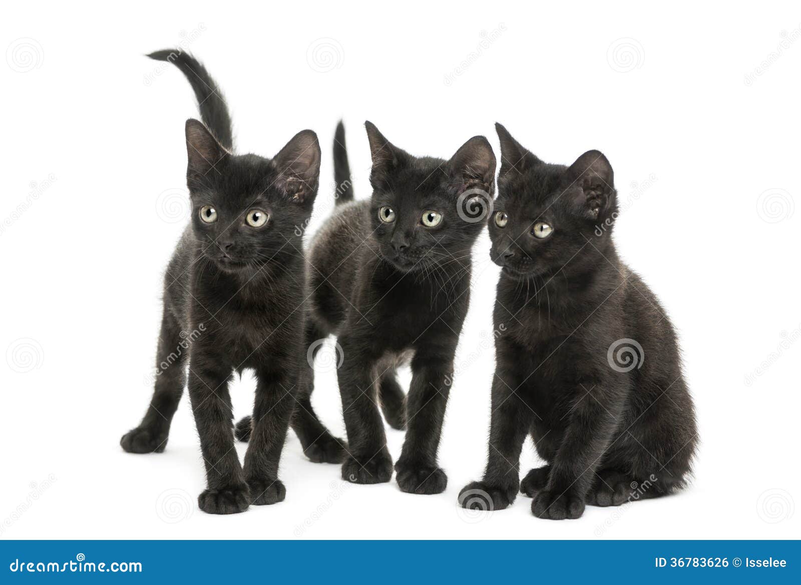 Group of Three Black Kittens Looking in the Same Direction Stock Photo ...