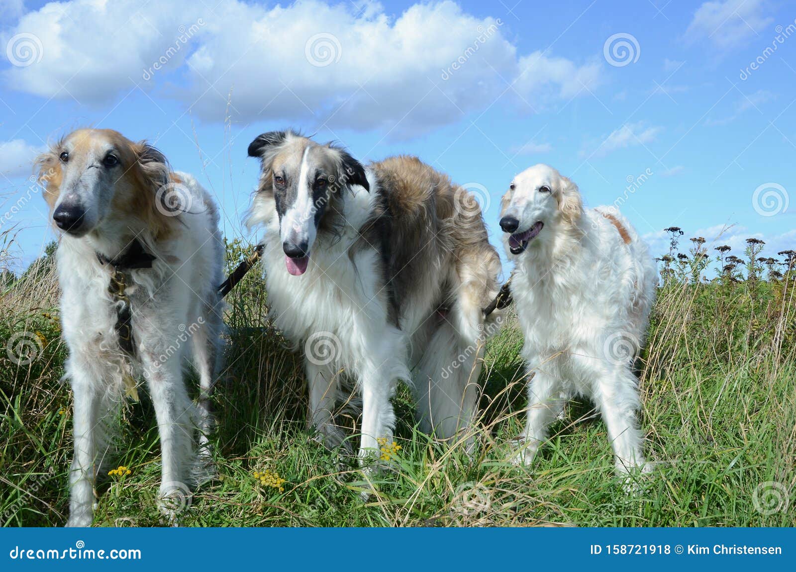 Group of Three Borzois, Standing in High Grass Stock Photo - Image of ...