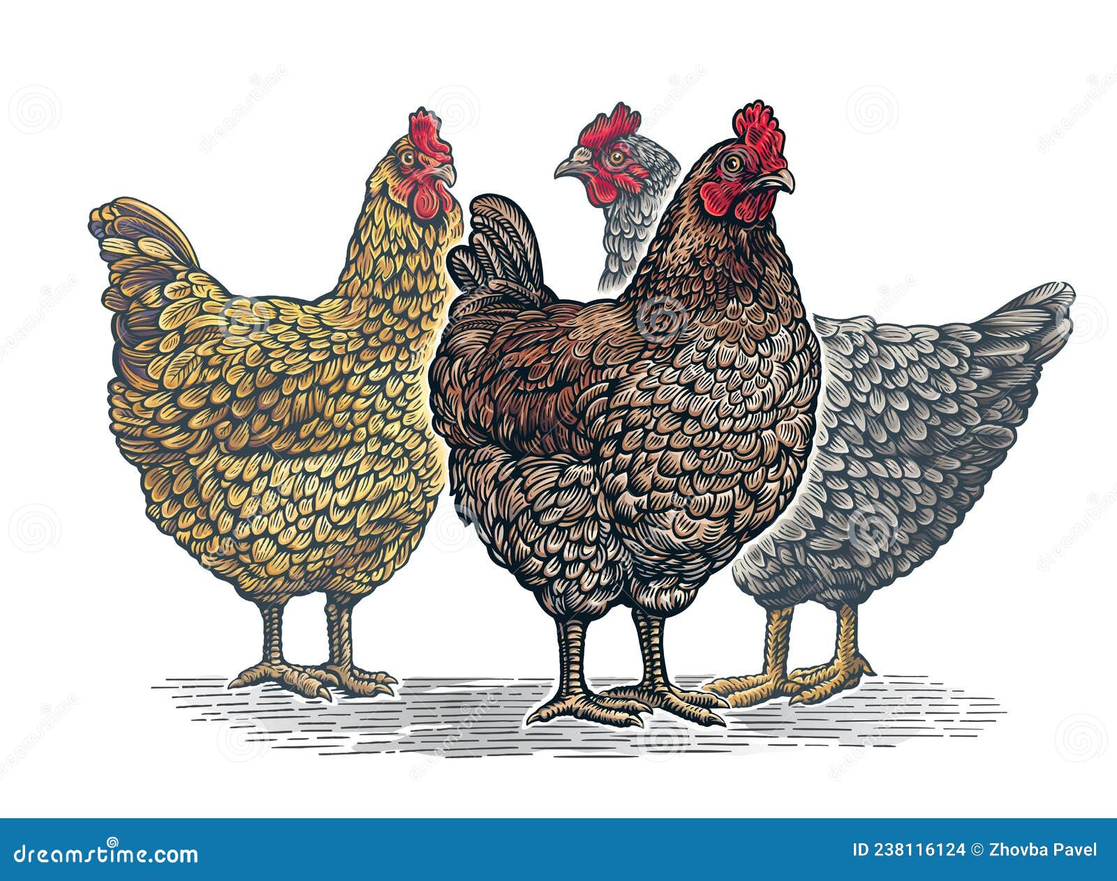 Chickens Group, in Graphical Style. Stock Vector - Illustration of ...