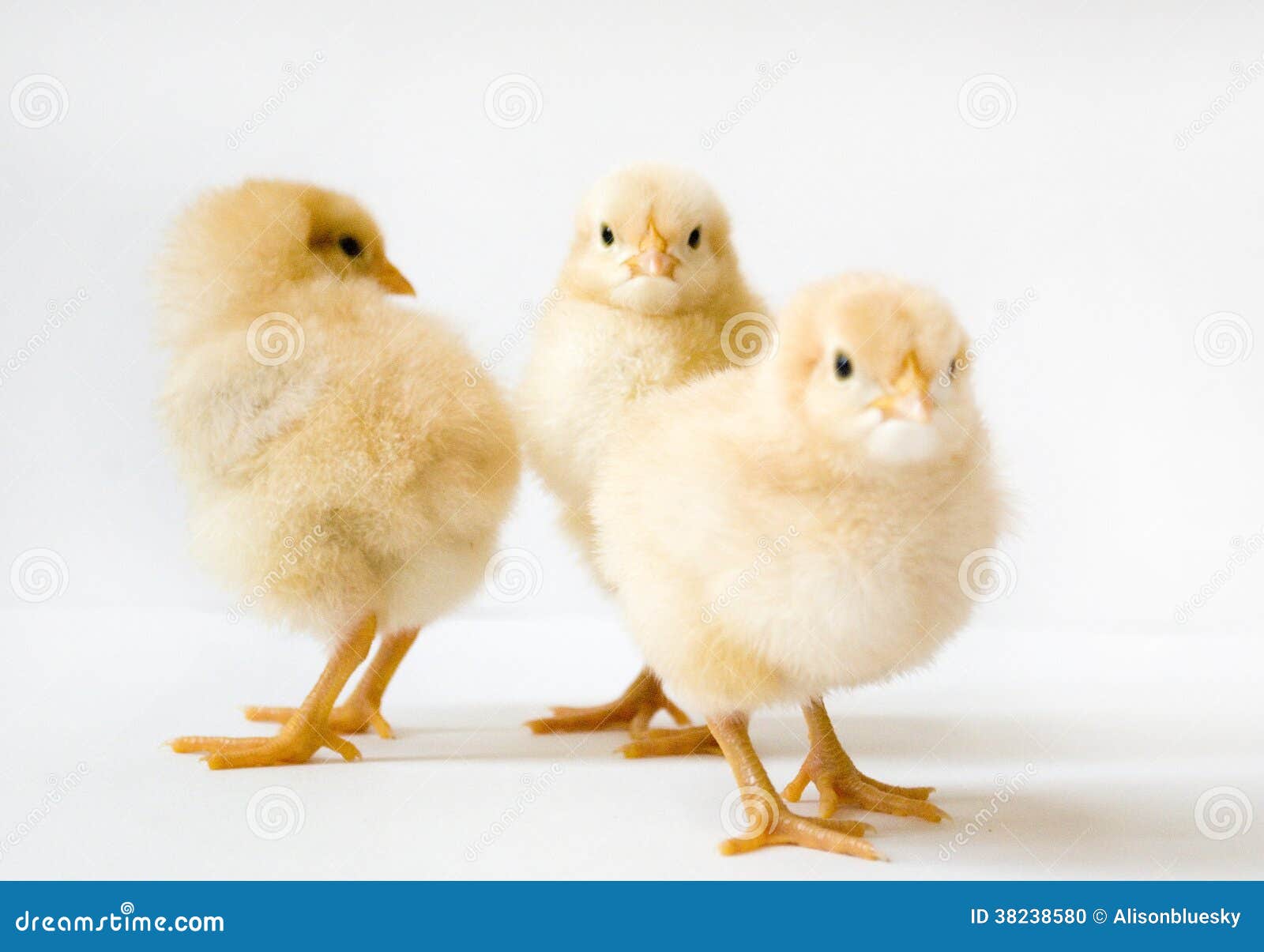 Group of three chicks stock photo. Image of rural, homestead - 38238580