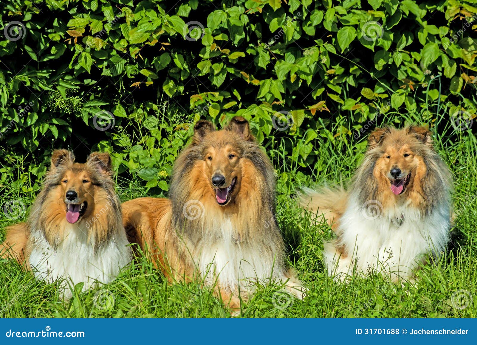 Group of three collie dogs stock photo. Image of head - 31701688