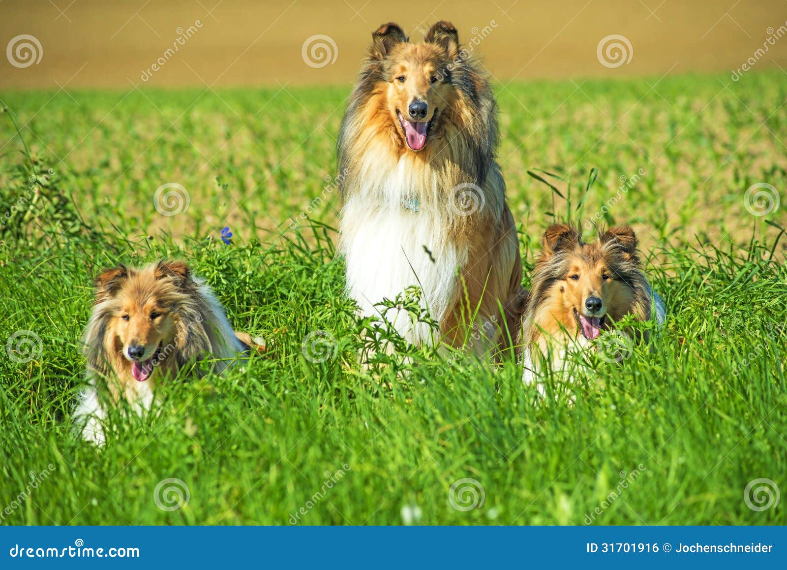 Group of three collie dogs stock photo. Image of sitting - 31701916
