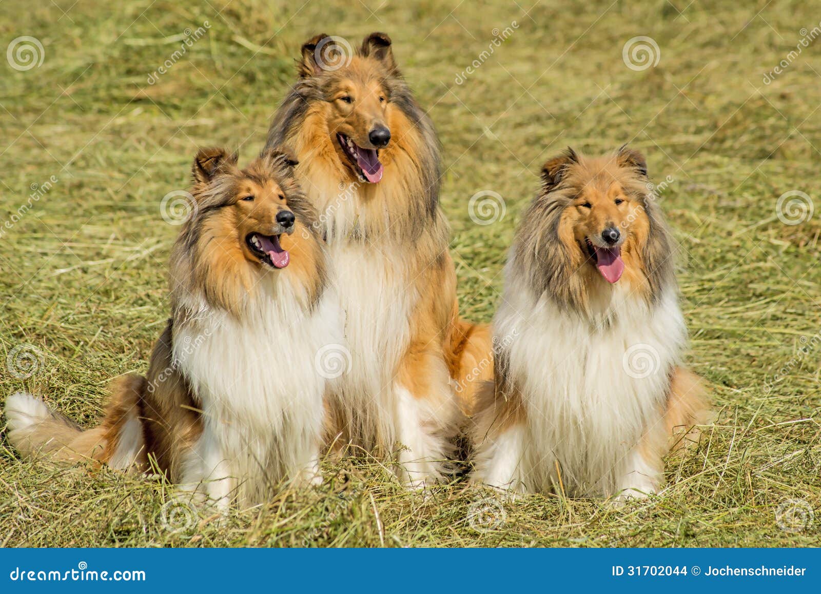 Group of three collie dogs stock photo. Image of offspring - 31702044