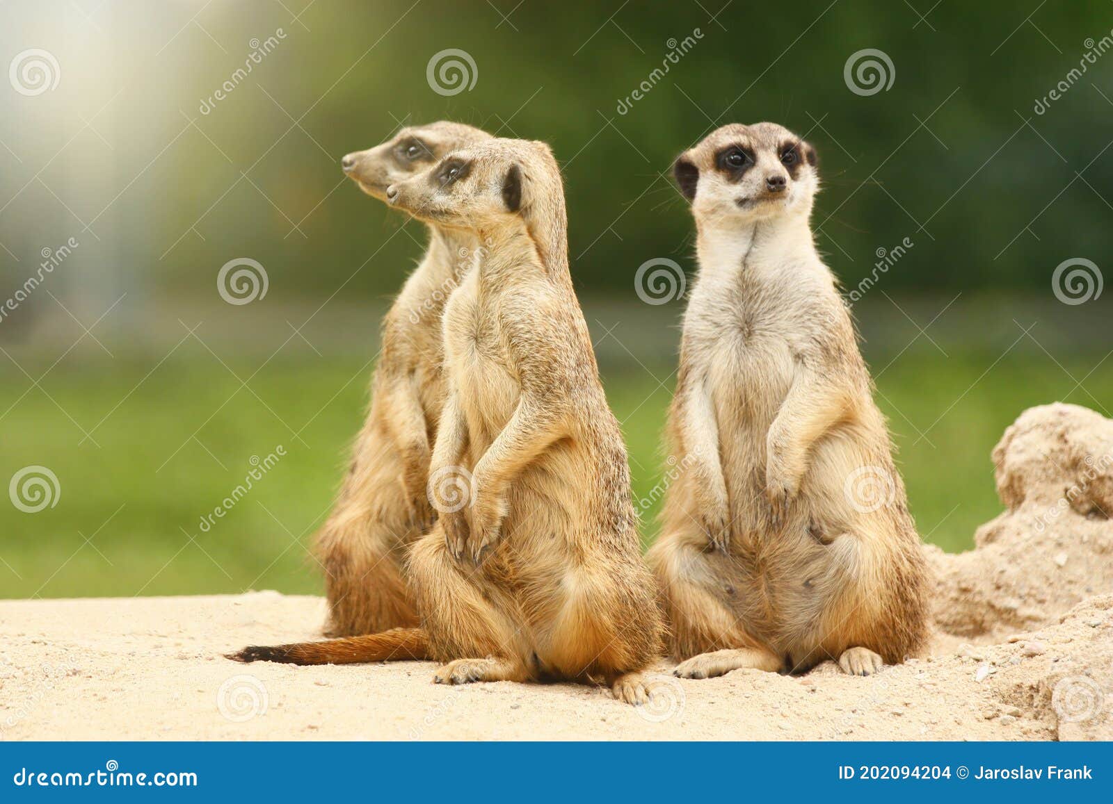 Group of Three Cute Meerkats Stock Photo - Image of alert, africa ...