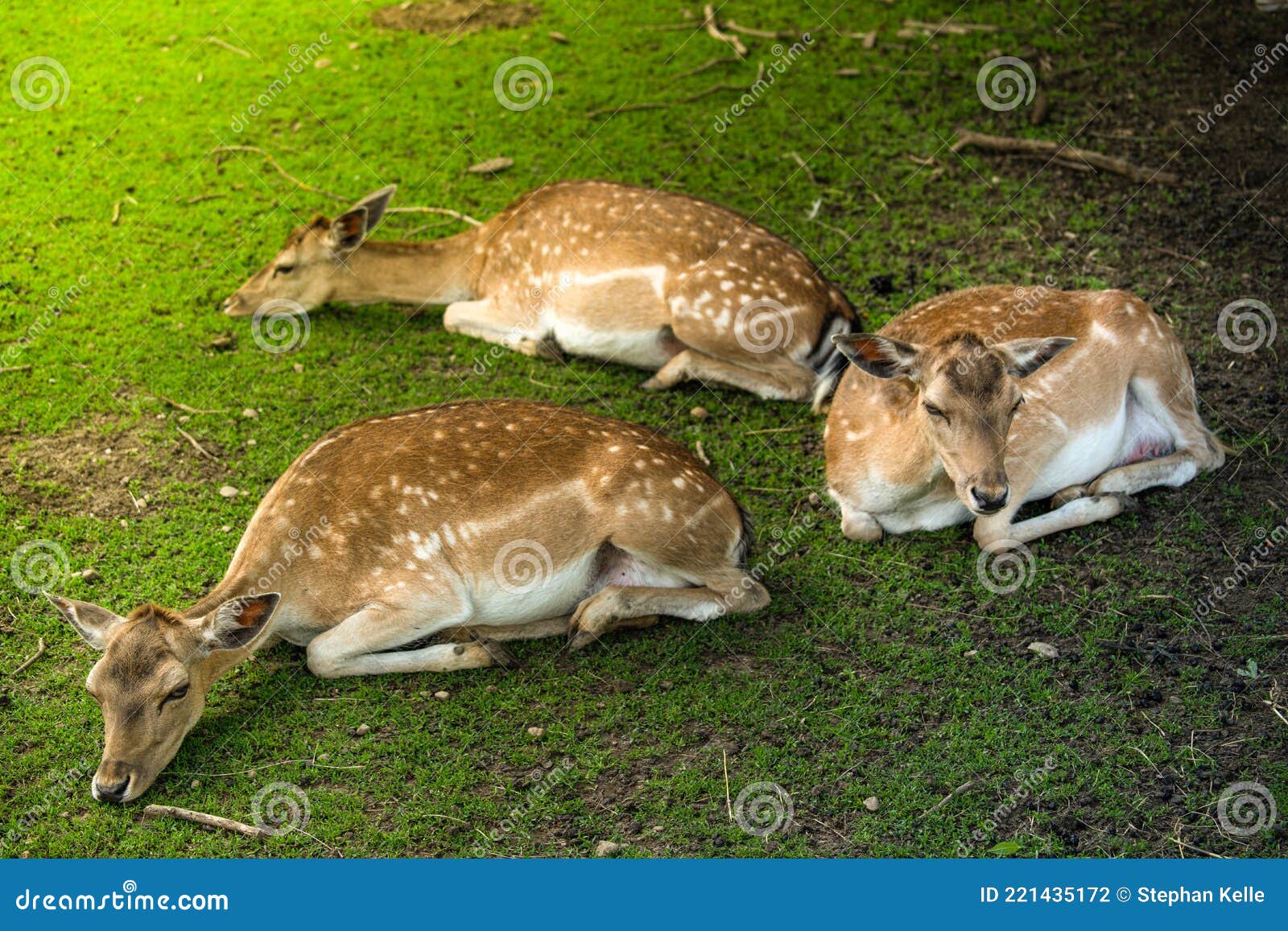 A Group of Three Deers Lying in the Shadow and Chill while the Sun is ...