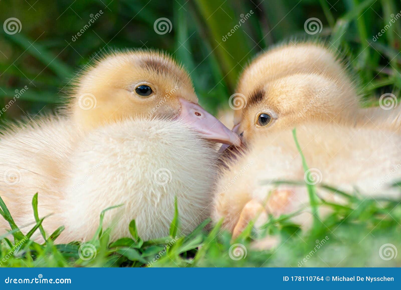 Group of Three Ducklings Huddle Together Stock Photo - Image of huddle ...
