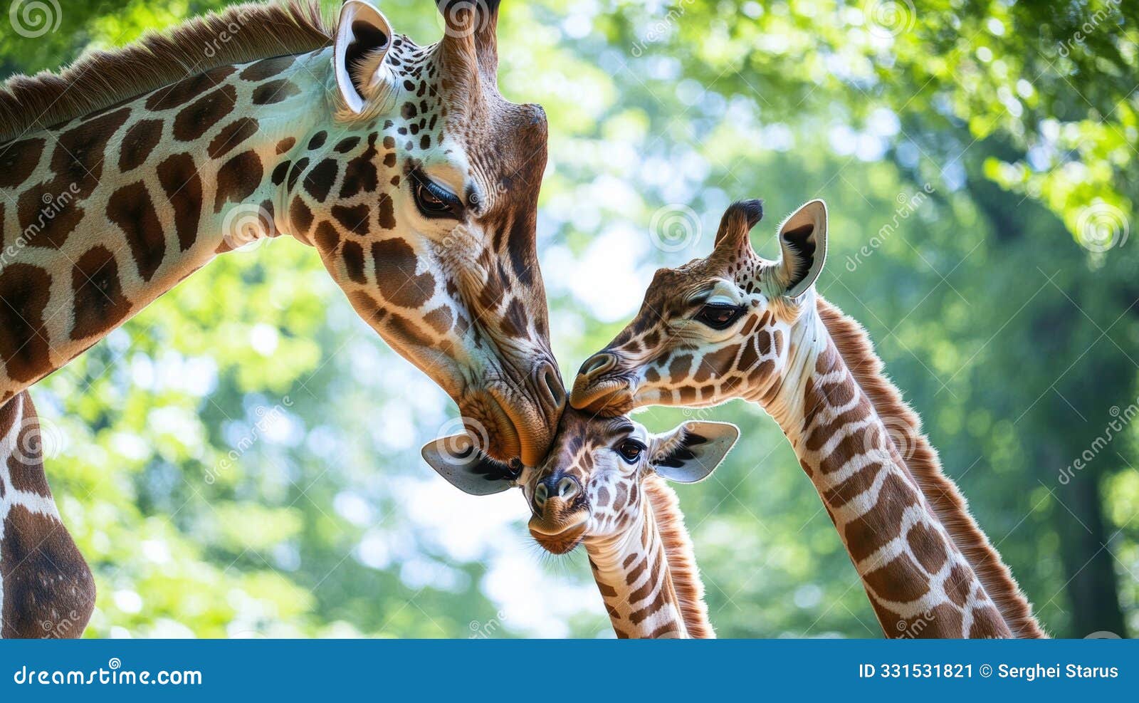 A Group of Three Giraffes are Standing Together in a Forest, AI Stock ...