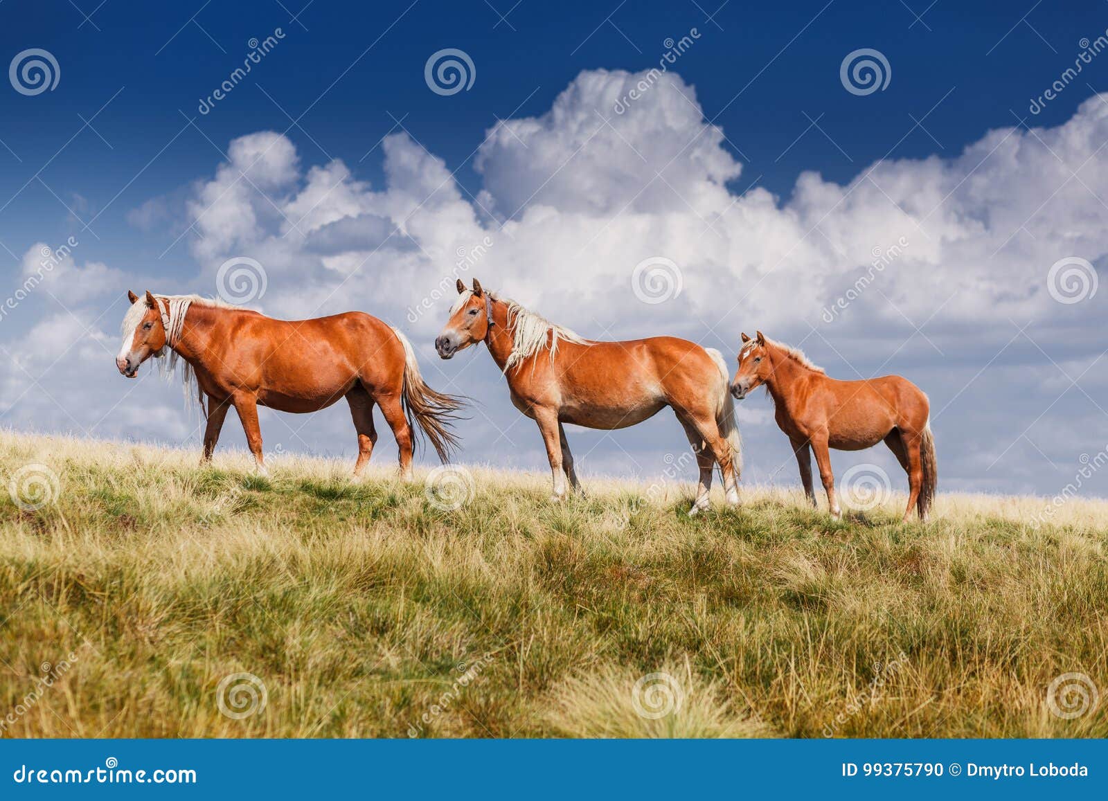 Group of Three Horses Standing on the Pasture Stock Photo - Image of ...