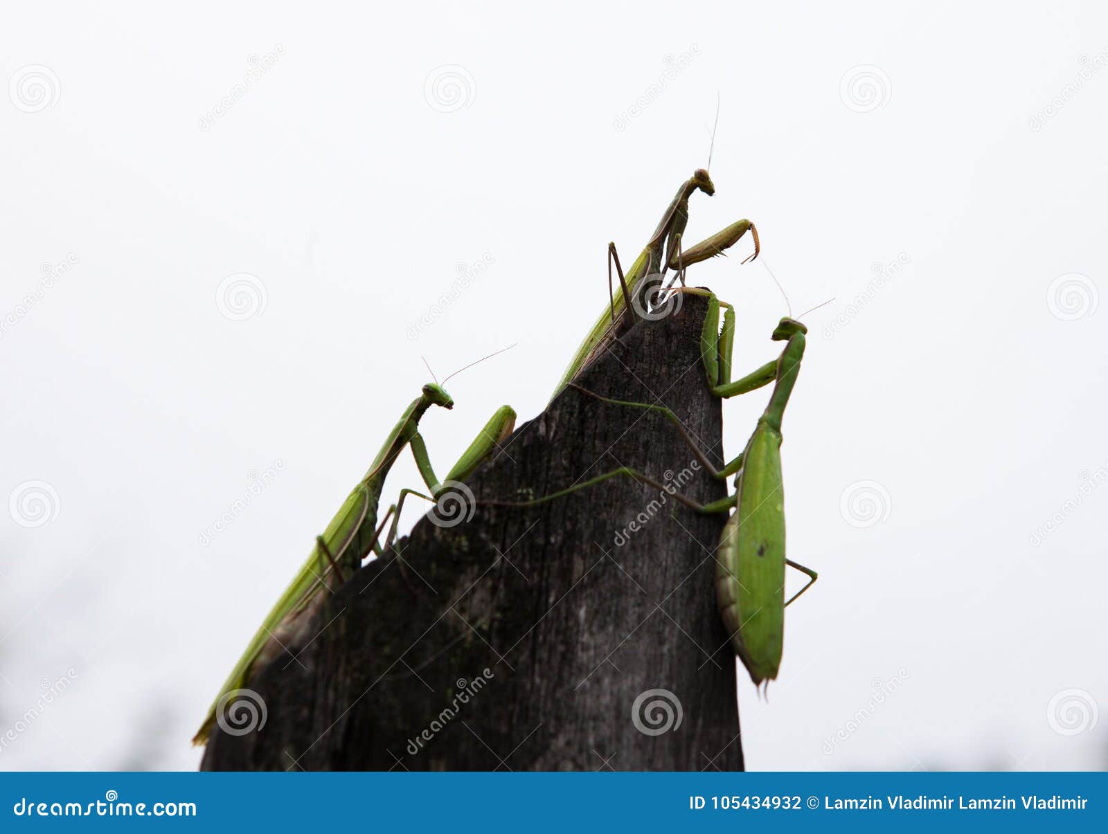 Three Mantises on the Fence. Stock Photo - Image of mantis, antenna ...