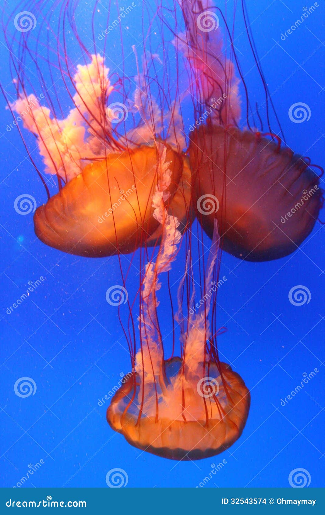 Group of three jellyfish stock photo. Image of transparent - 32543574