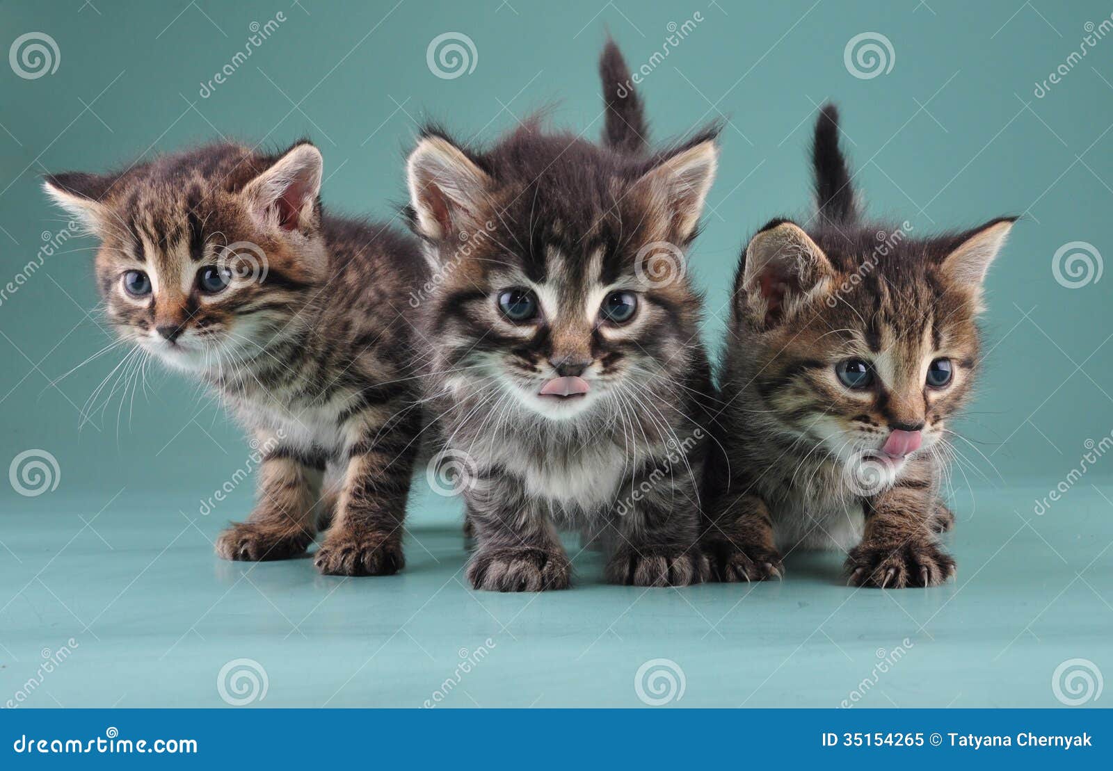 Group of Three Little Kittens Together Stock Image - Image of moving ...