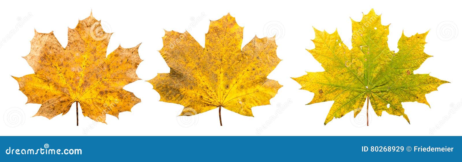Group of Three Maple Leaves in Different Stades of Withering in Stock ...