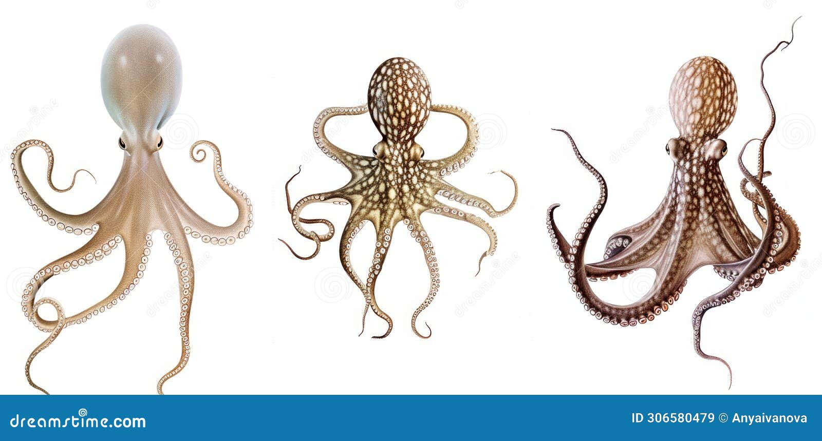 A Group of Three Octopuses Hanging from the Ceiling, Imitation of ...