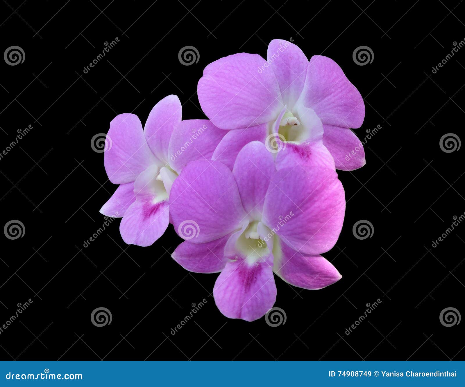 Group of Three Pale Pink Dendrobium Orchid Flowers Stock Image - Image ...