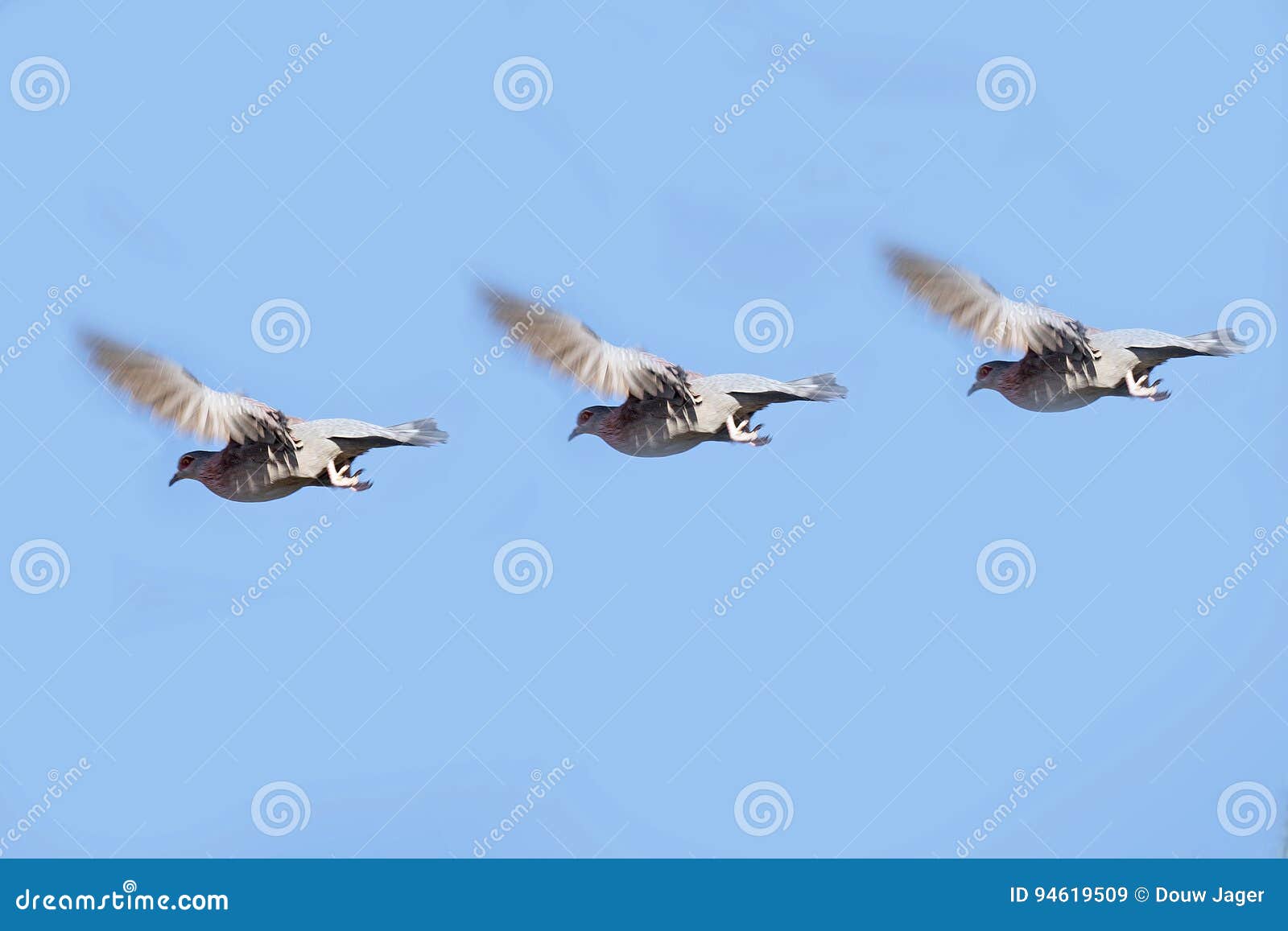 Group of Three Pigeons Flying Stock Image - Image of flock, connection ...