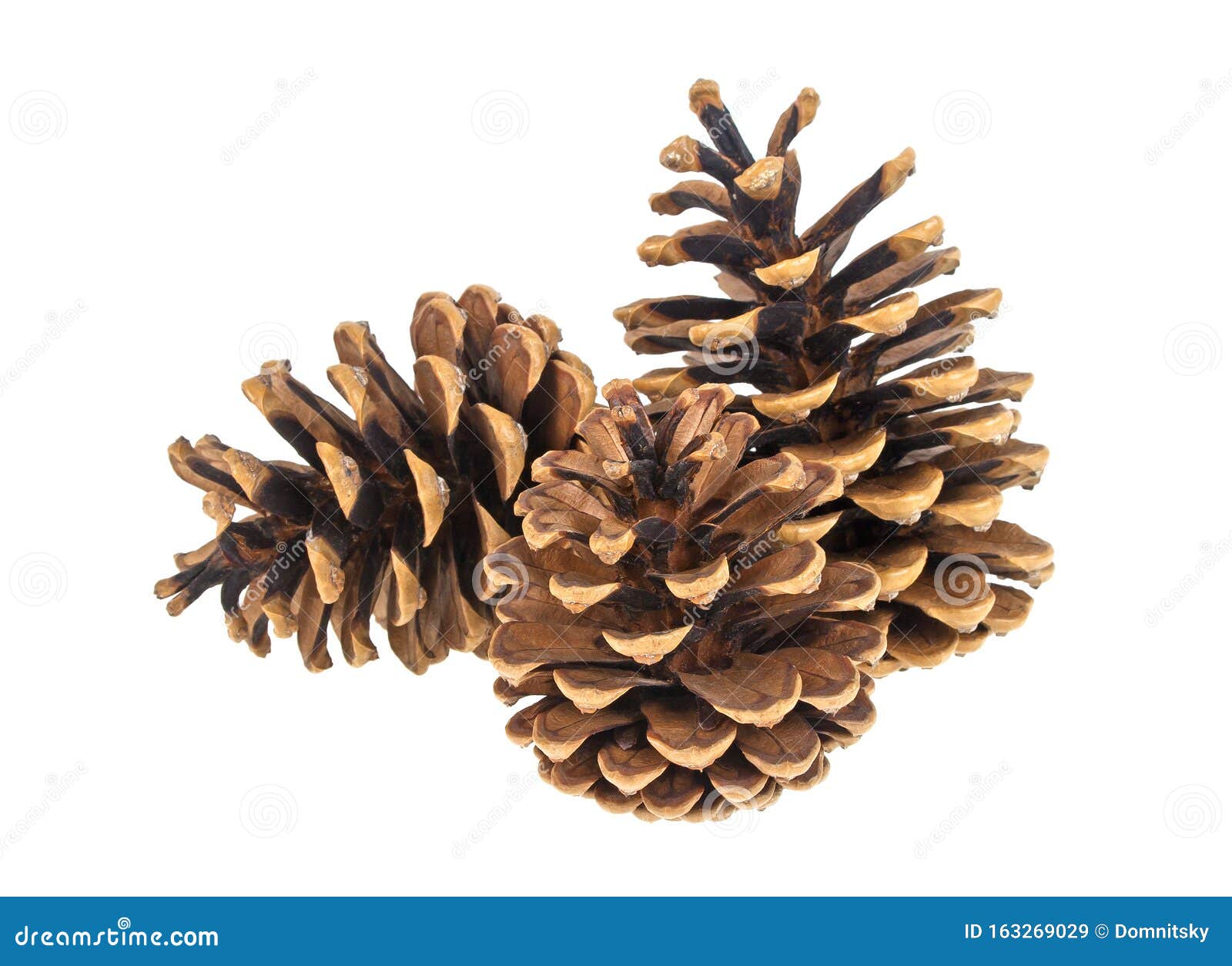 Group of Three Pine Cones on White Background Stock Image - Image of ...