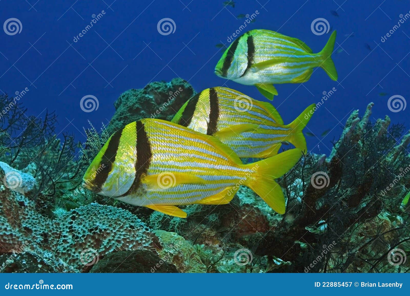 Group of Three Porkfish stock image. Image of porkfish - 22885457