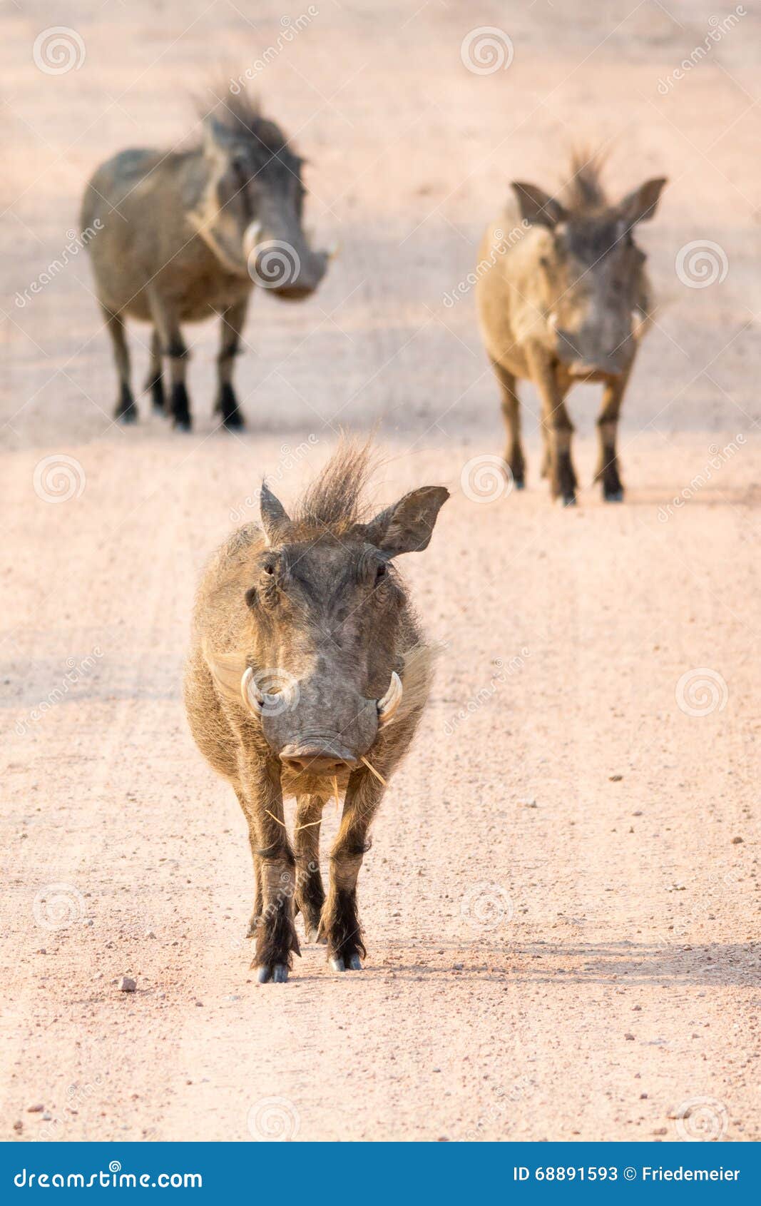 Group of Three Running Warthogs Stock Image - Image of park, africa ...