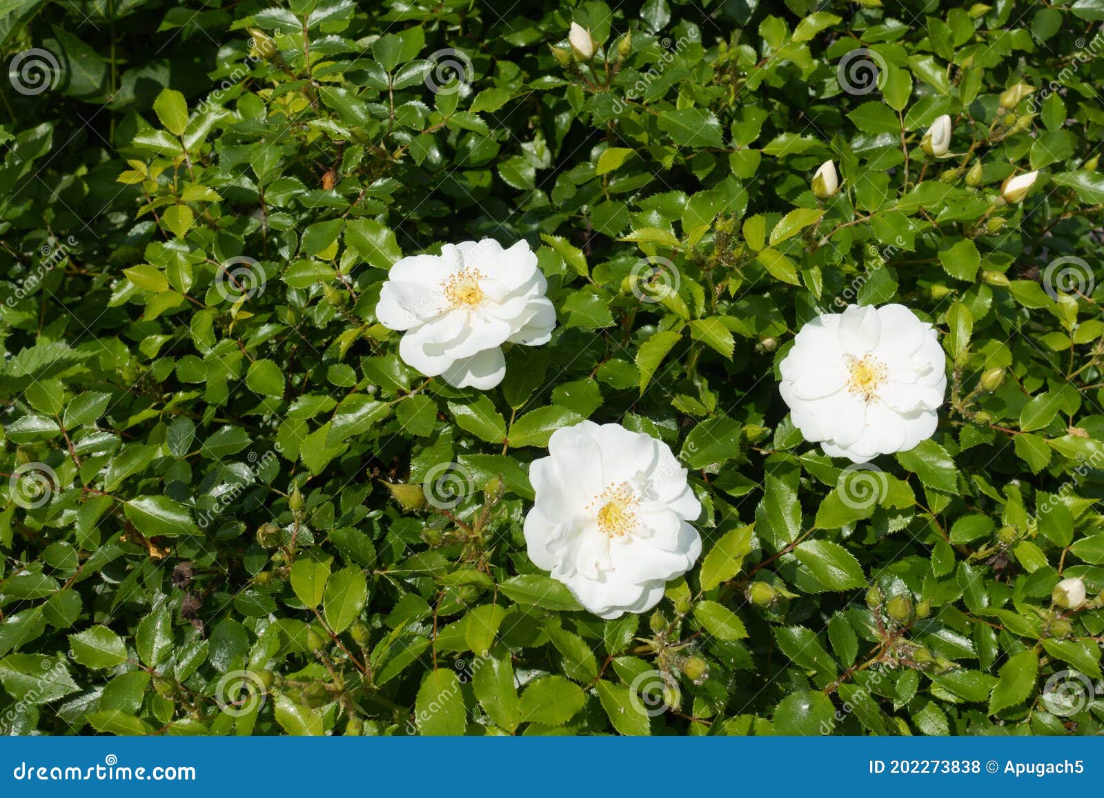 Group of Three Semi Double White Roses in May Stock Photo - Image of ...