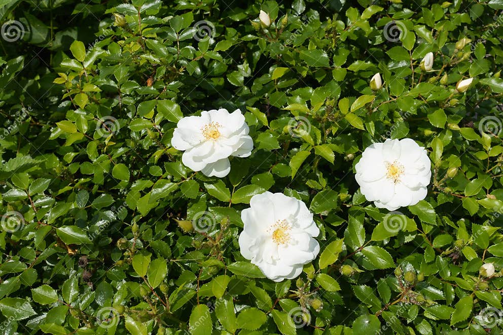 Group of Three Semi Double White Roses in May Stock Photo - Image of ...